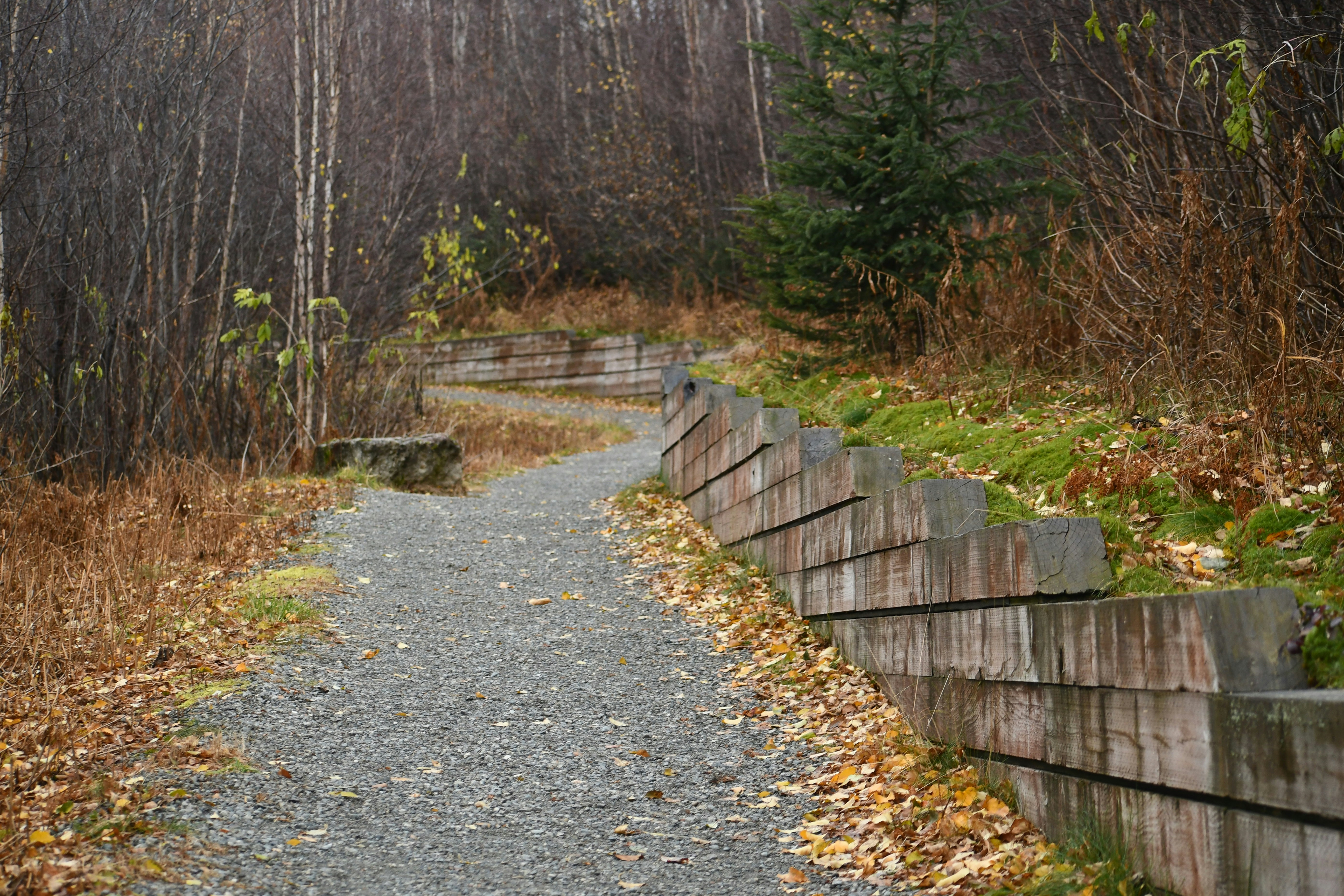 Un chemin dans les bois avec un banc à côté photo – Photo Chemin ...