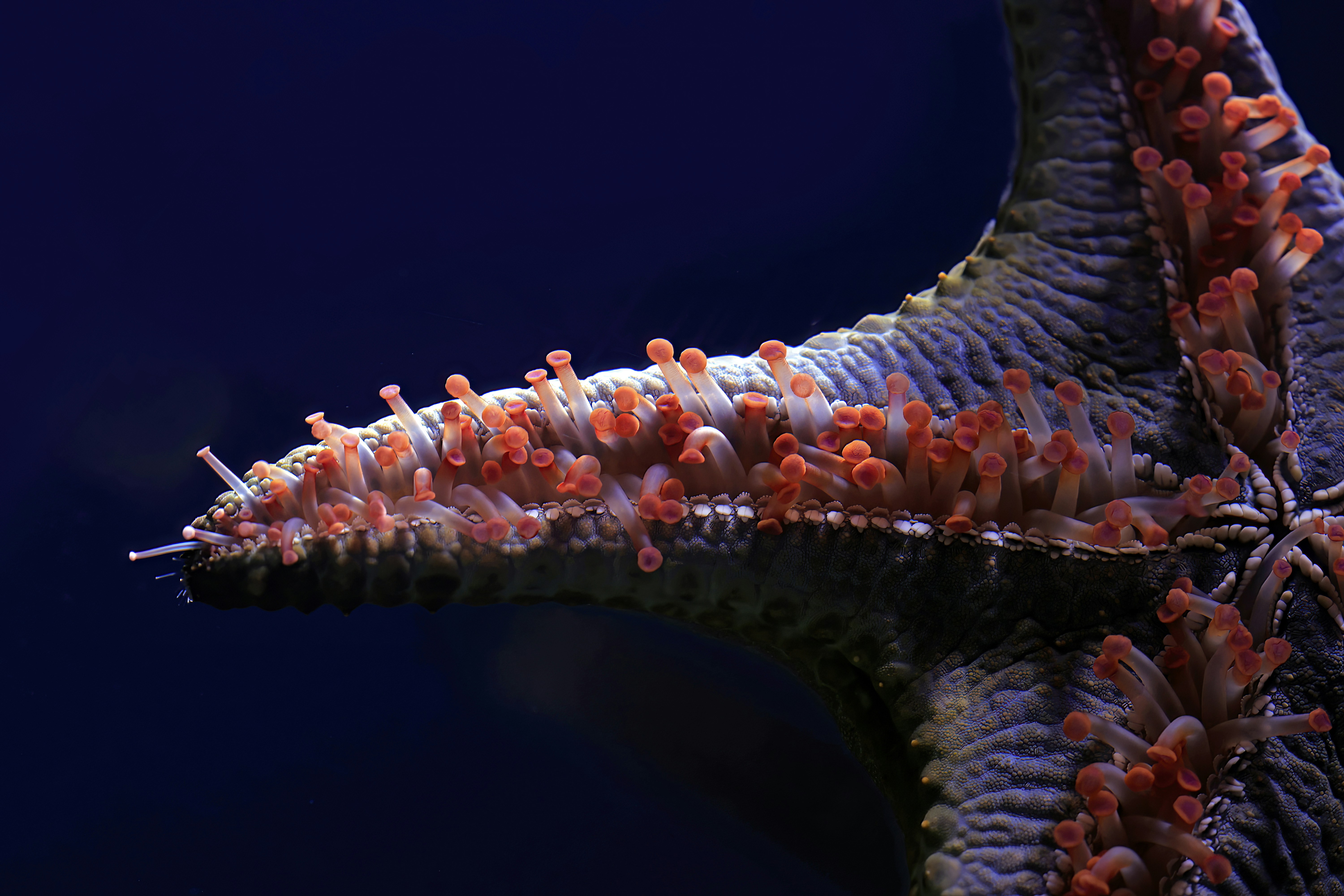 Foto Un primer plano de una planta con pequeñas flores – Imagen Acuario ...