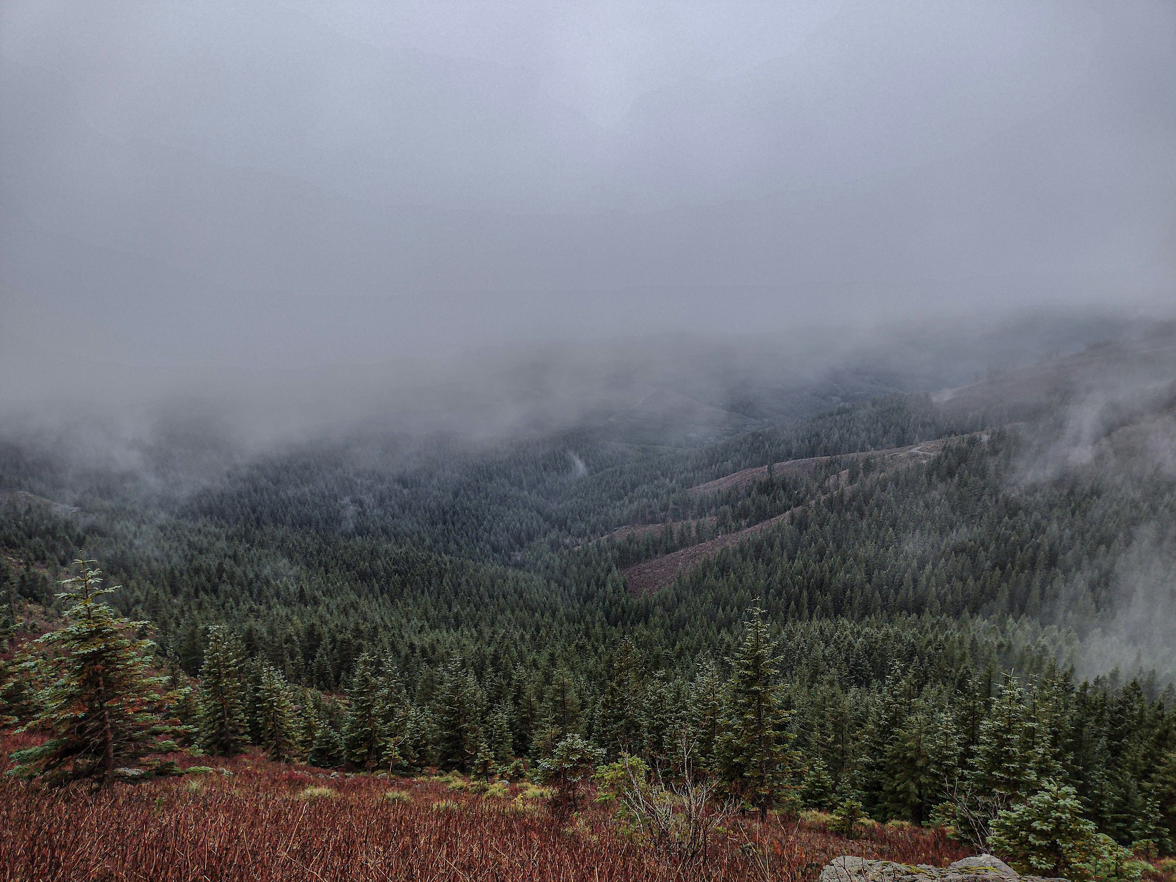 A foggy mountain landscape with trees and rocks photo – Free Yacolt ...