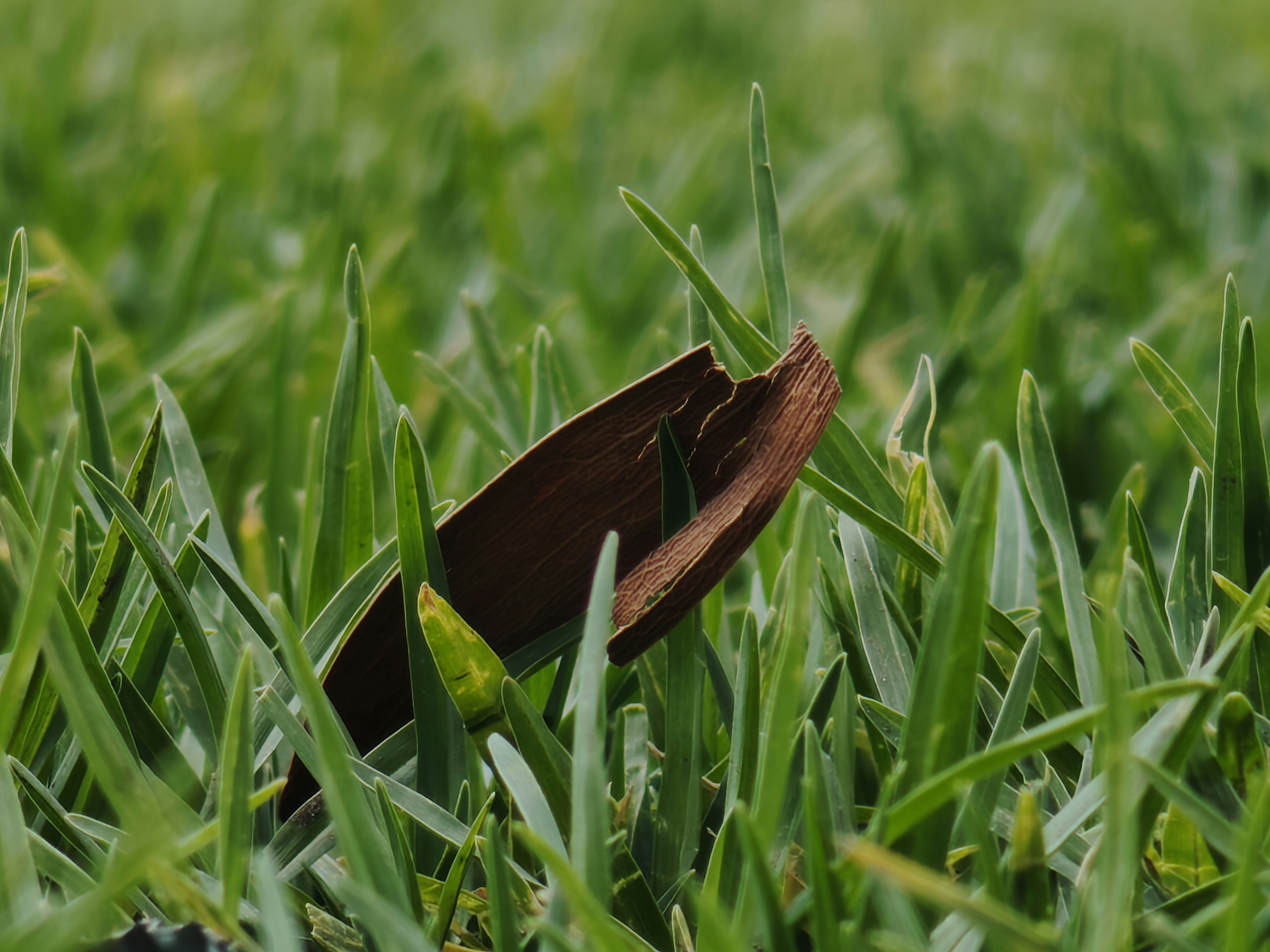 A Lone Brown Fragment Among Emerald Blades