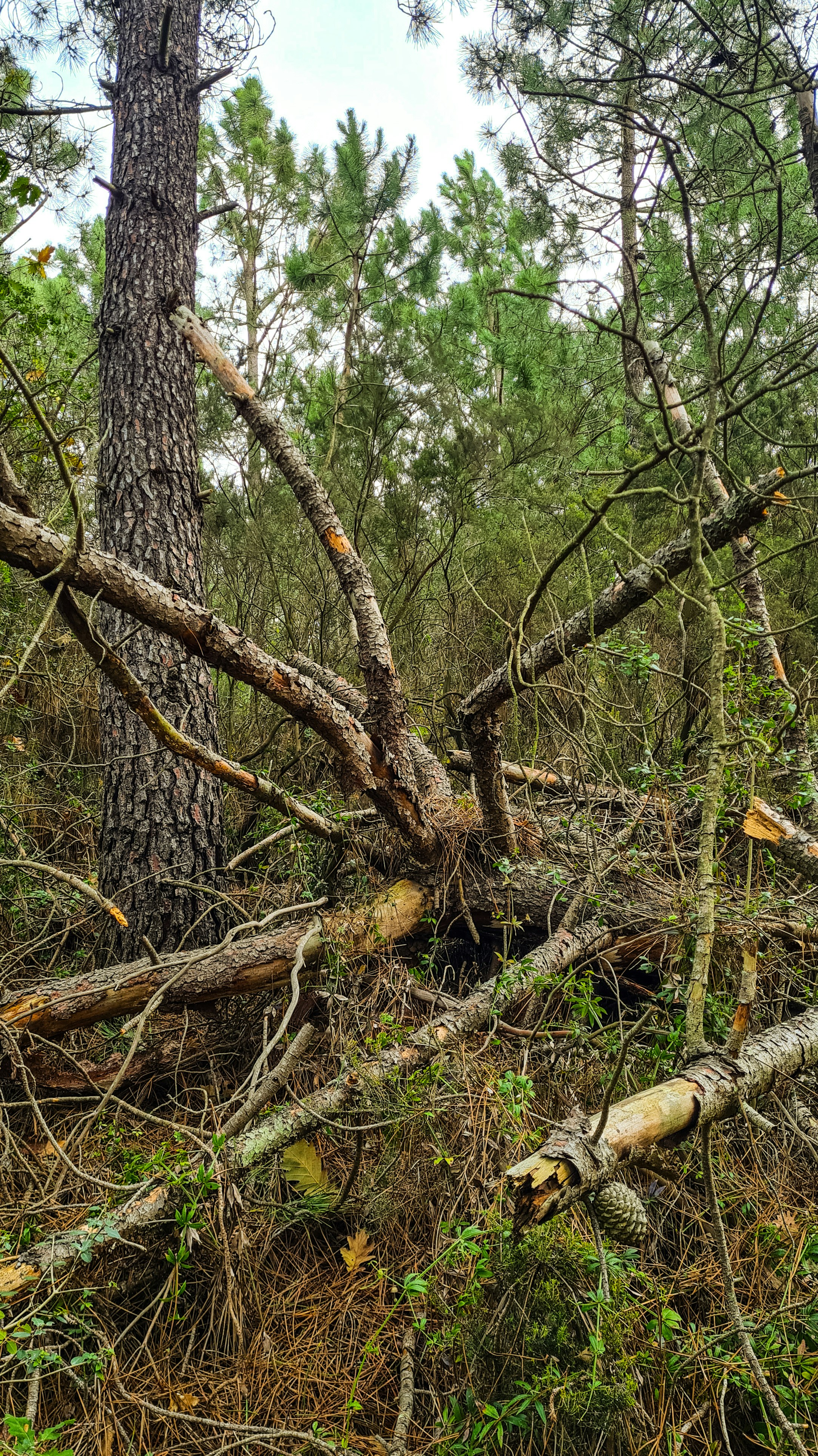 Fallen Pines in a Dense Forest Thicket