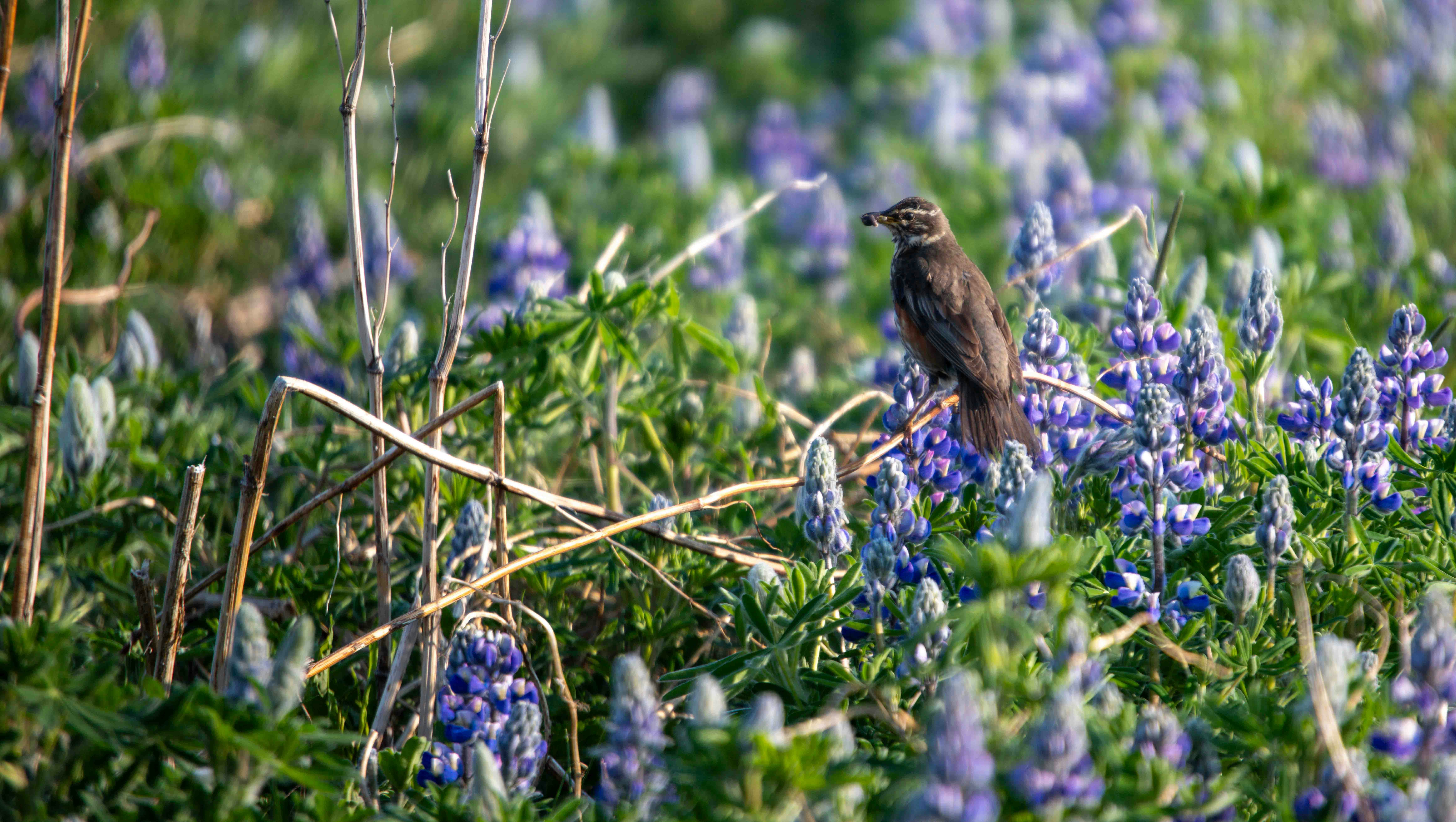 Meadow Serenade: a lone songbird among violet lupines