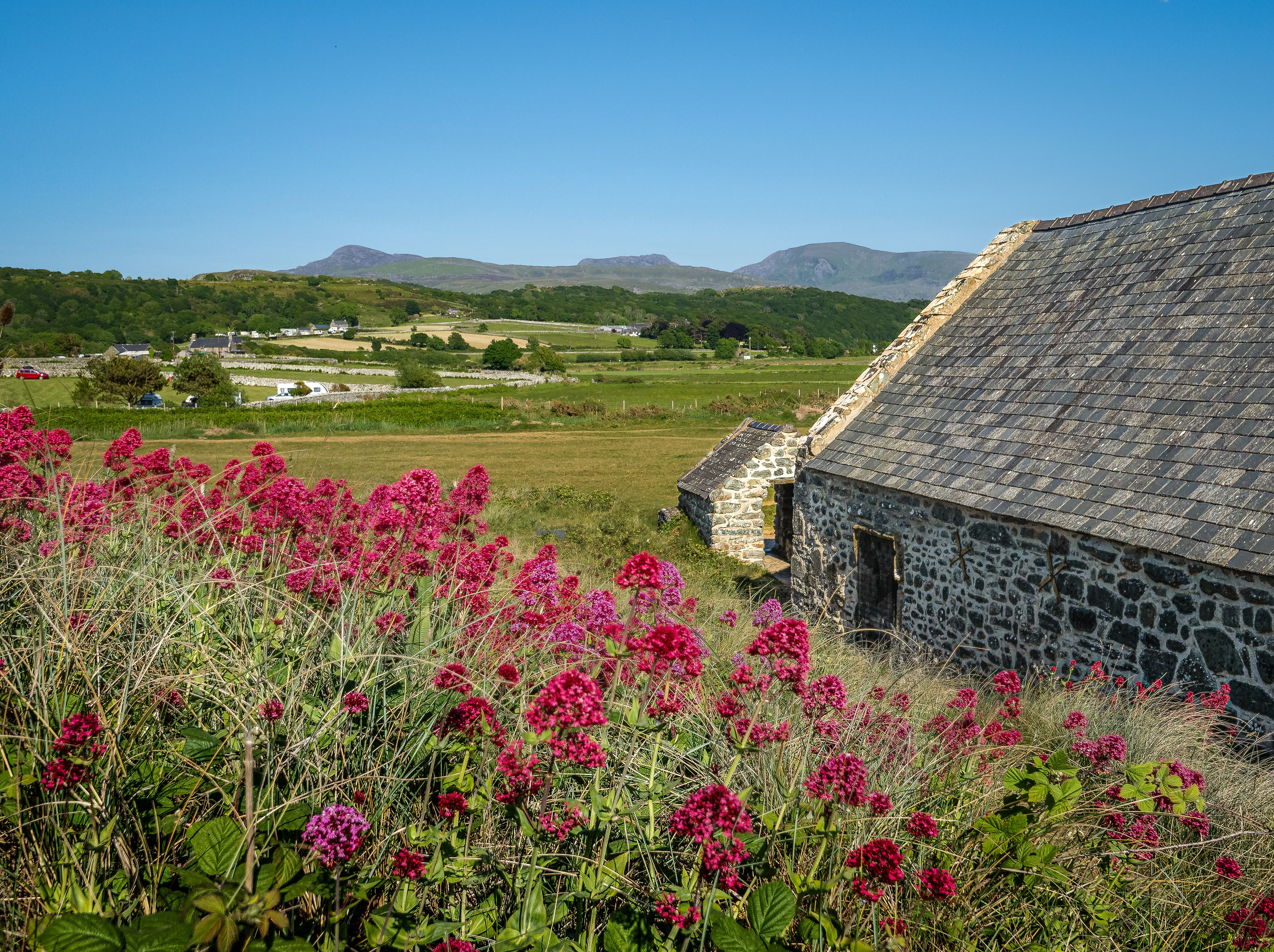 Crimson Blooms Frame a Weathered Stone Barn Under a Blue Sky
