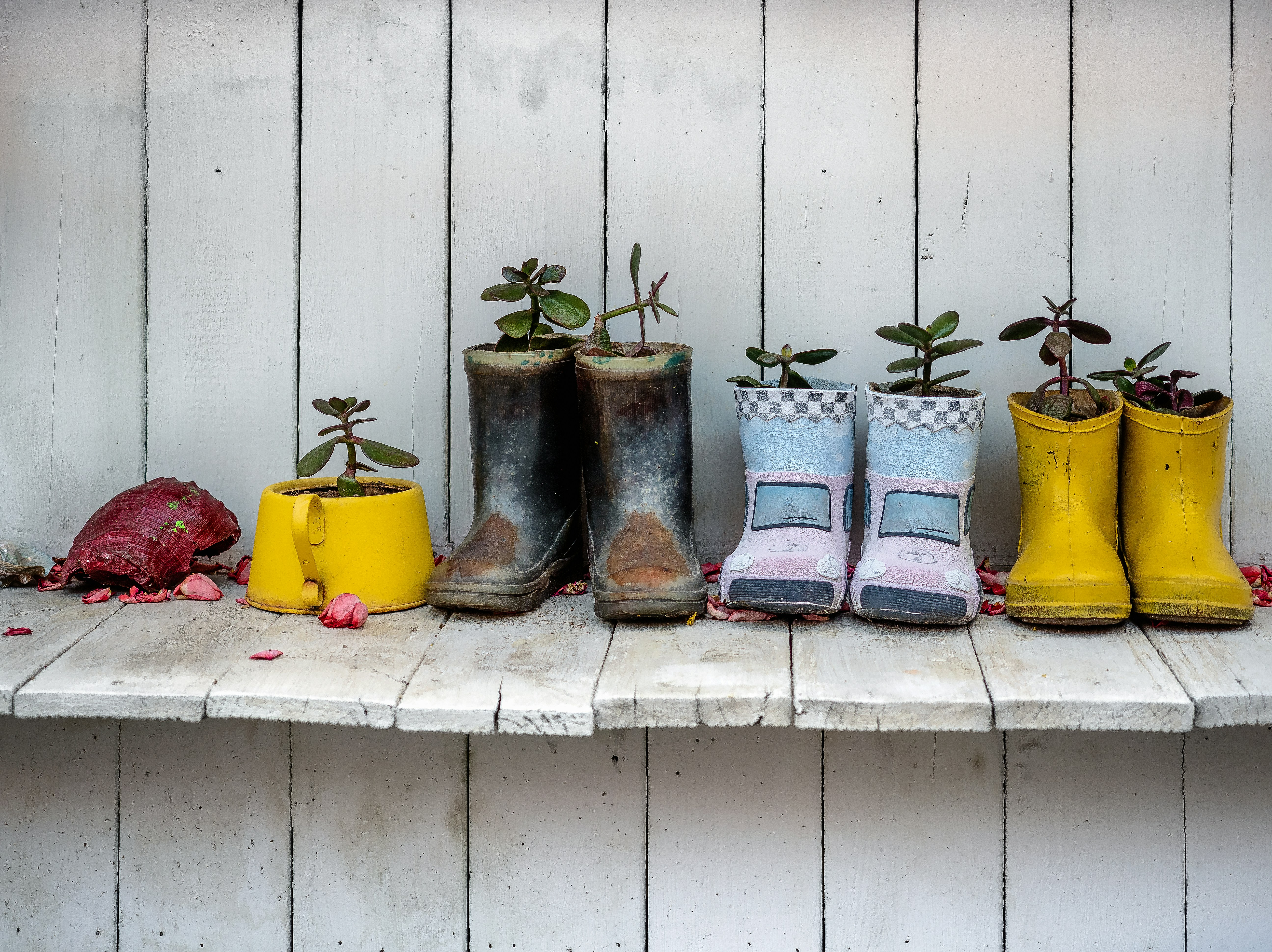 Assorted boots repurposed as planters on a wooden shelf against a white backdrop.
