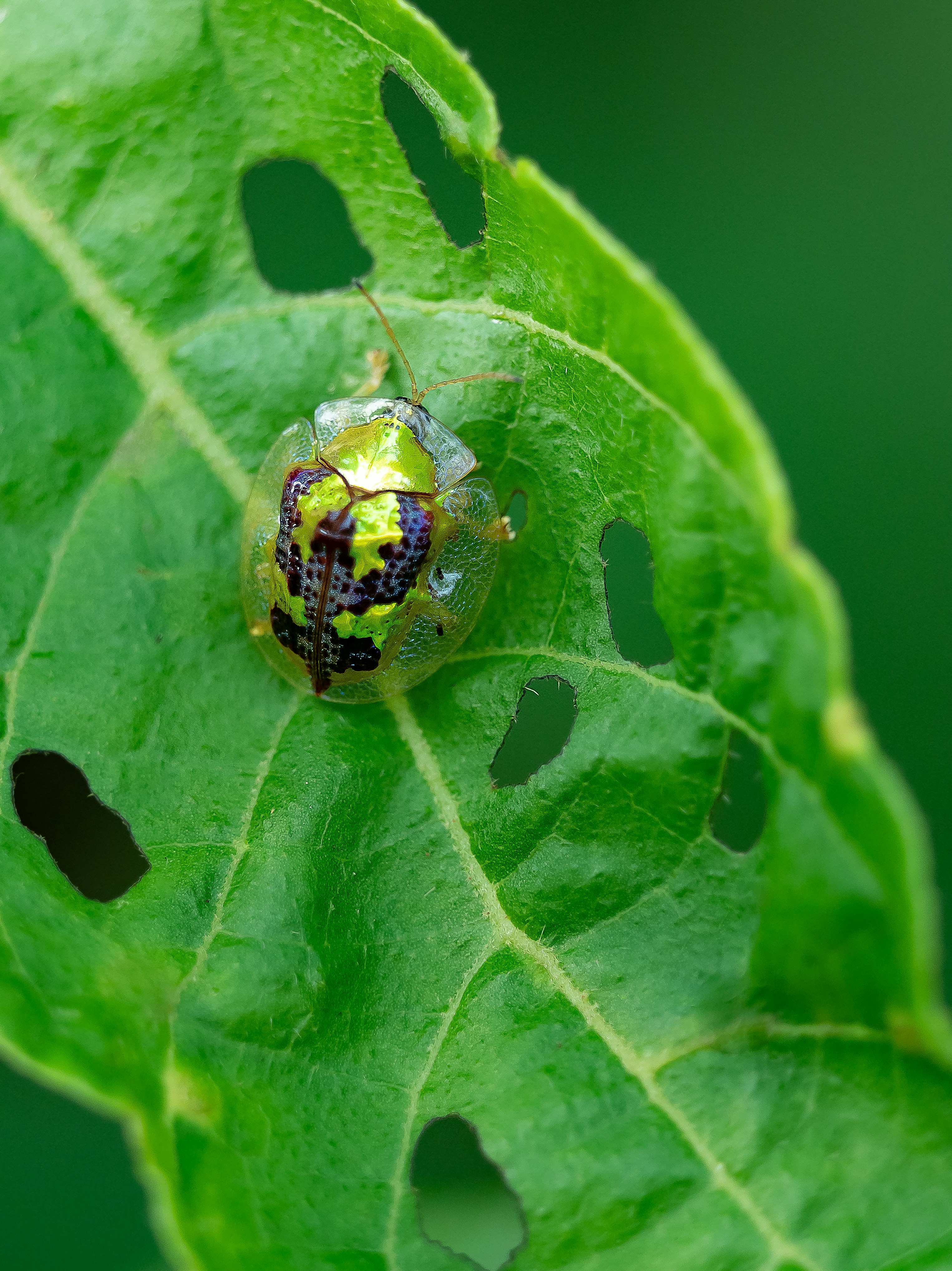 Tortoise Beetle