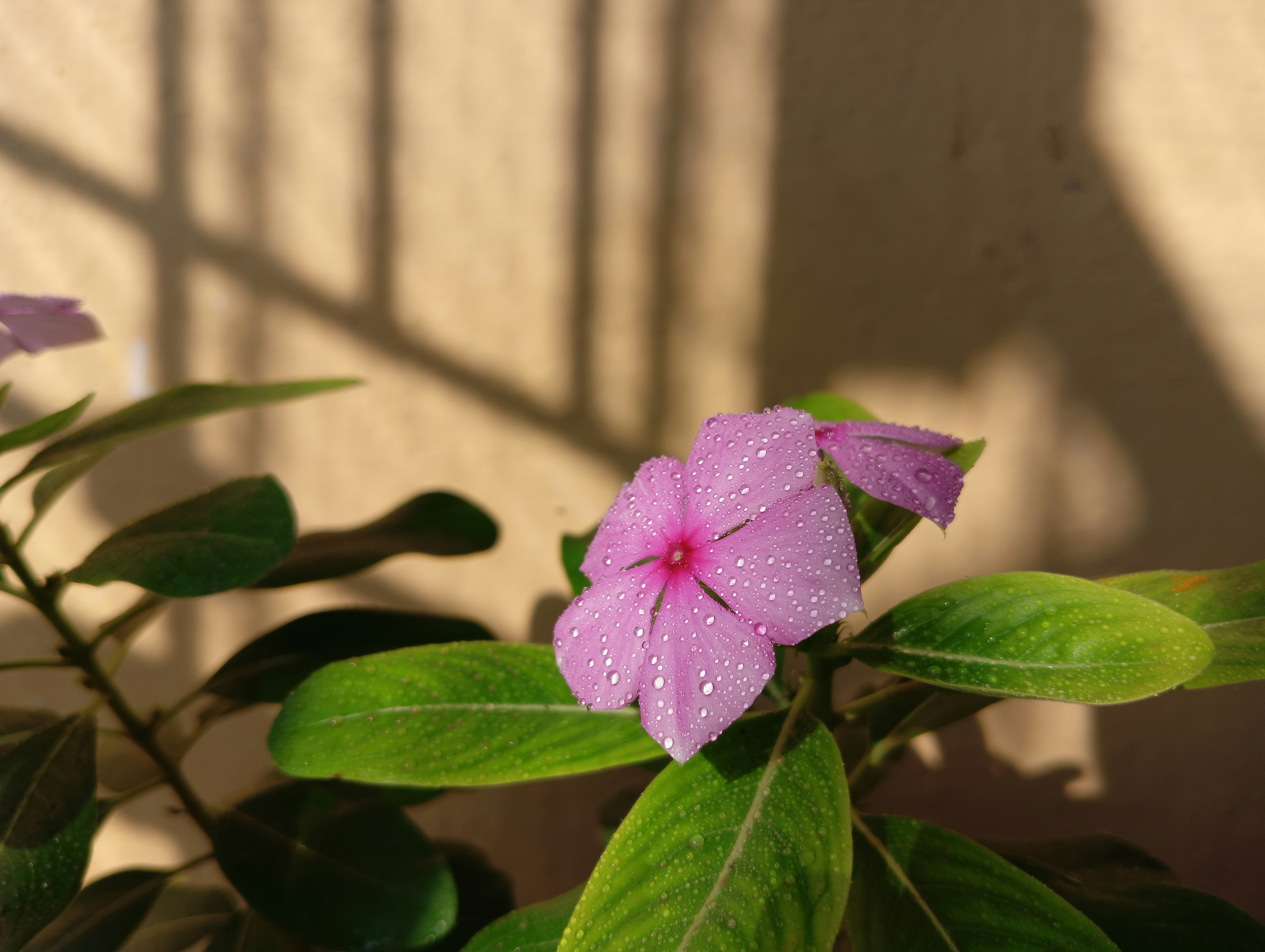 Pink vinca bloom with glistening dew rests among glossy green leaves, bathed in warm sunlight with striped shadows on the background wall.