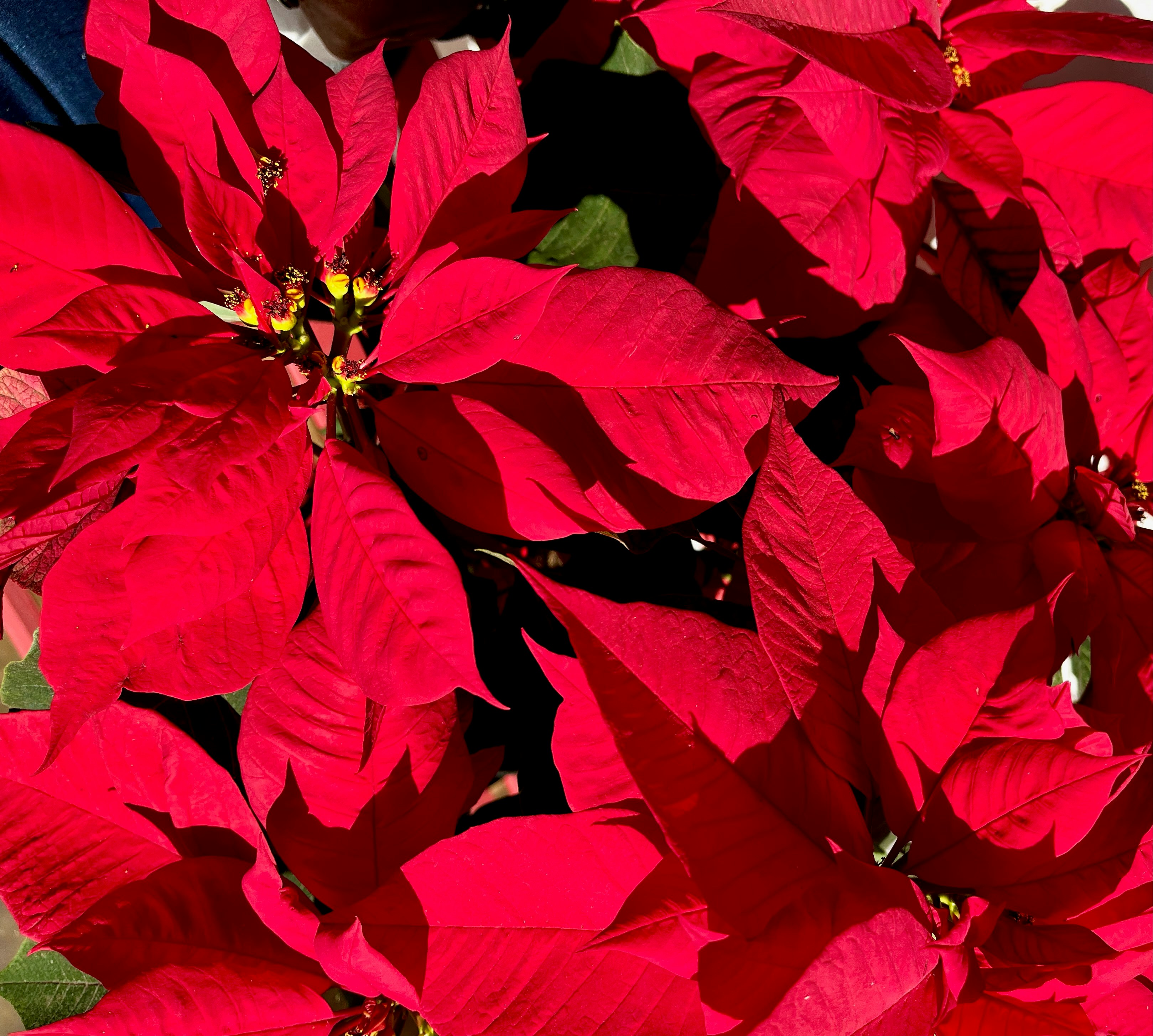 Poinsettias flowers