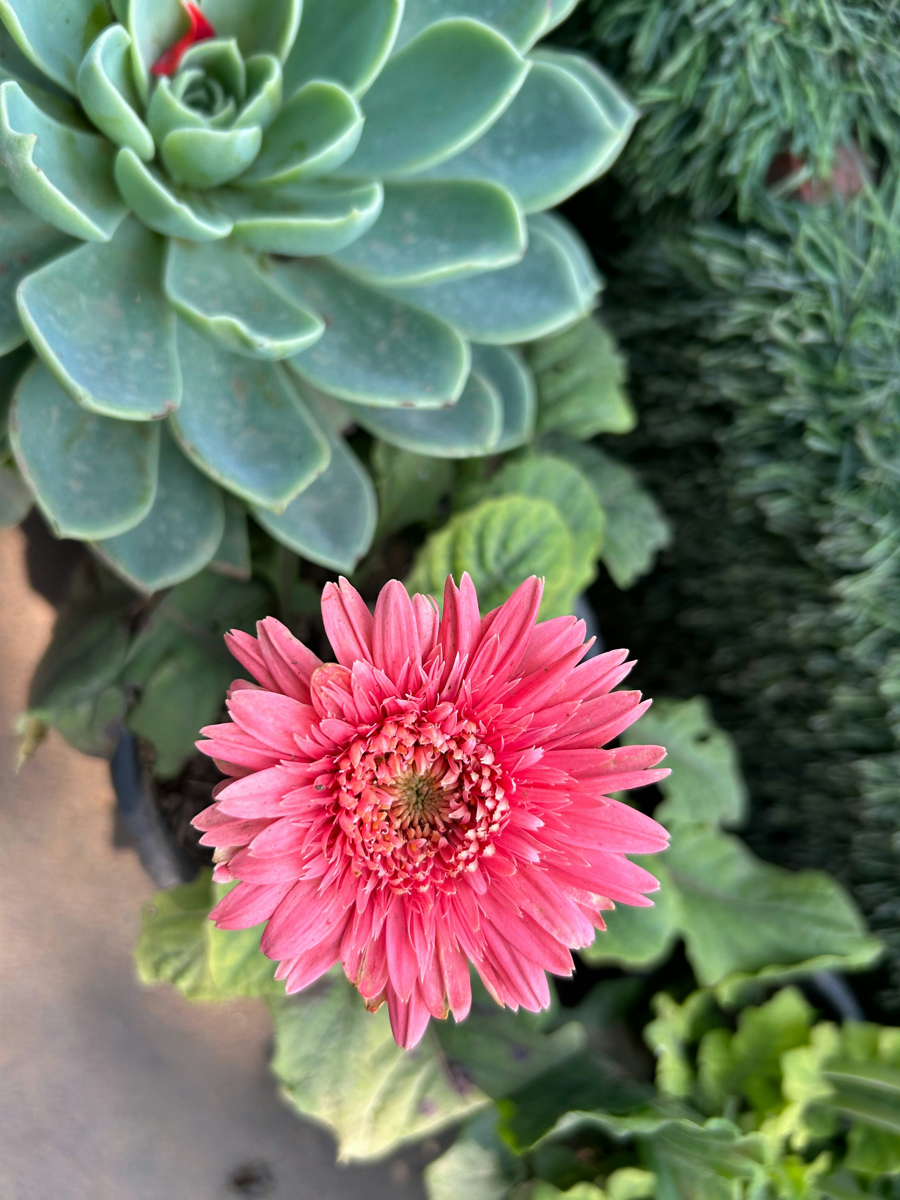 Pink Gerbera Bloom nestling beside a succulent