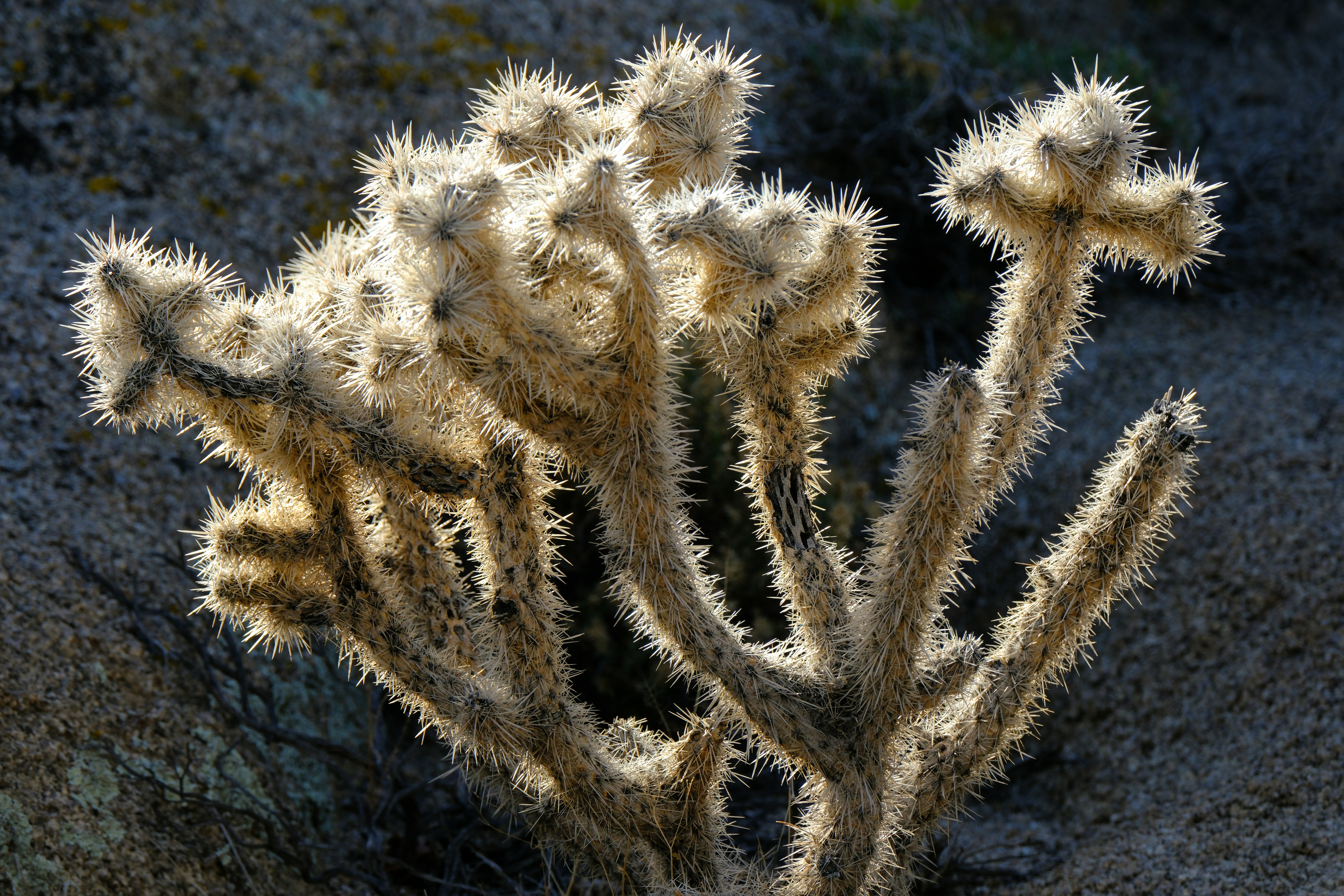 White-Needle Cloudscape: Desert Cactus Bristling Against Shadowed Rocks