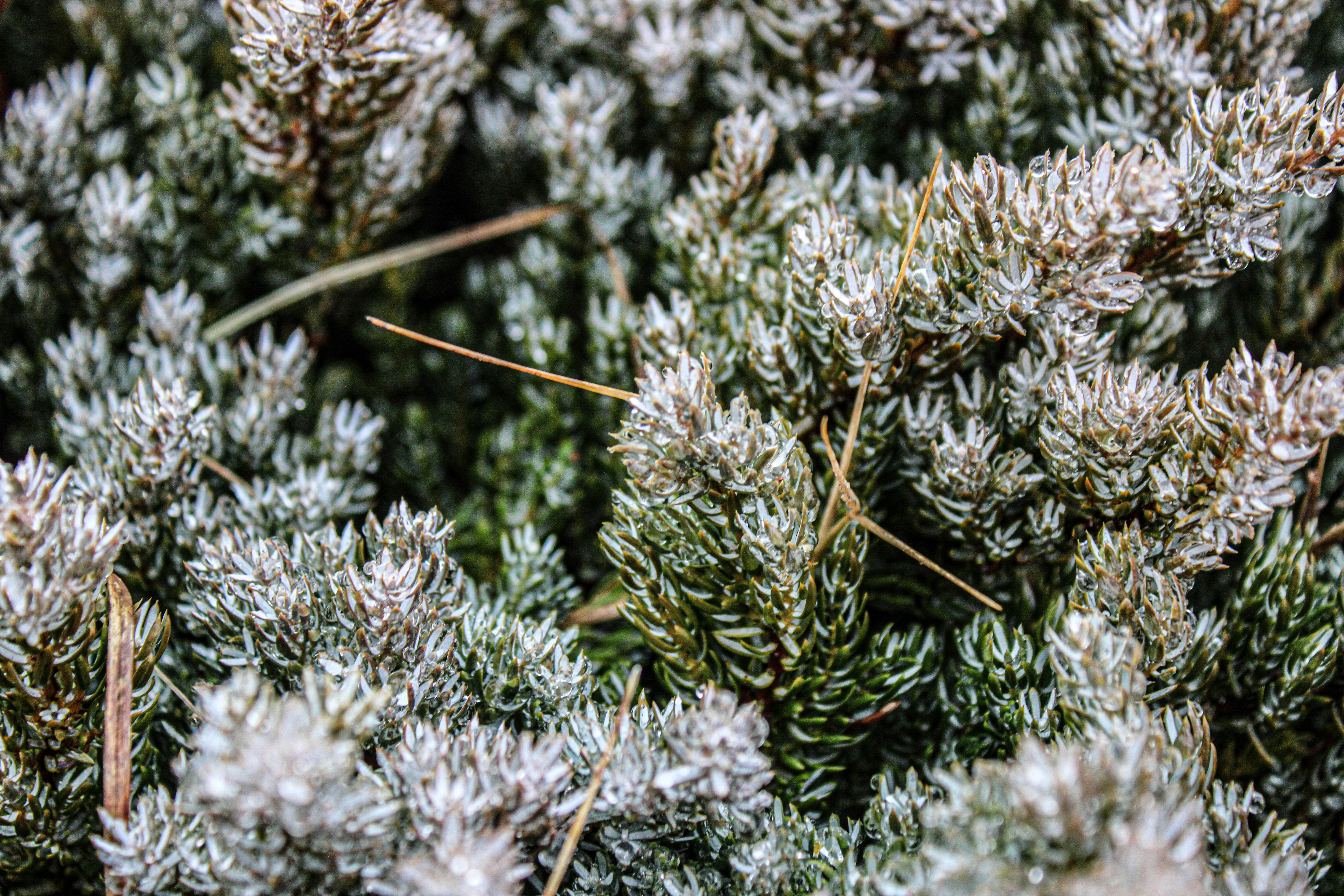 Frost-Kissed Needles: Winter's Quiet Macro Portrait