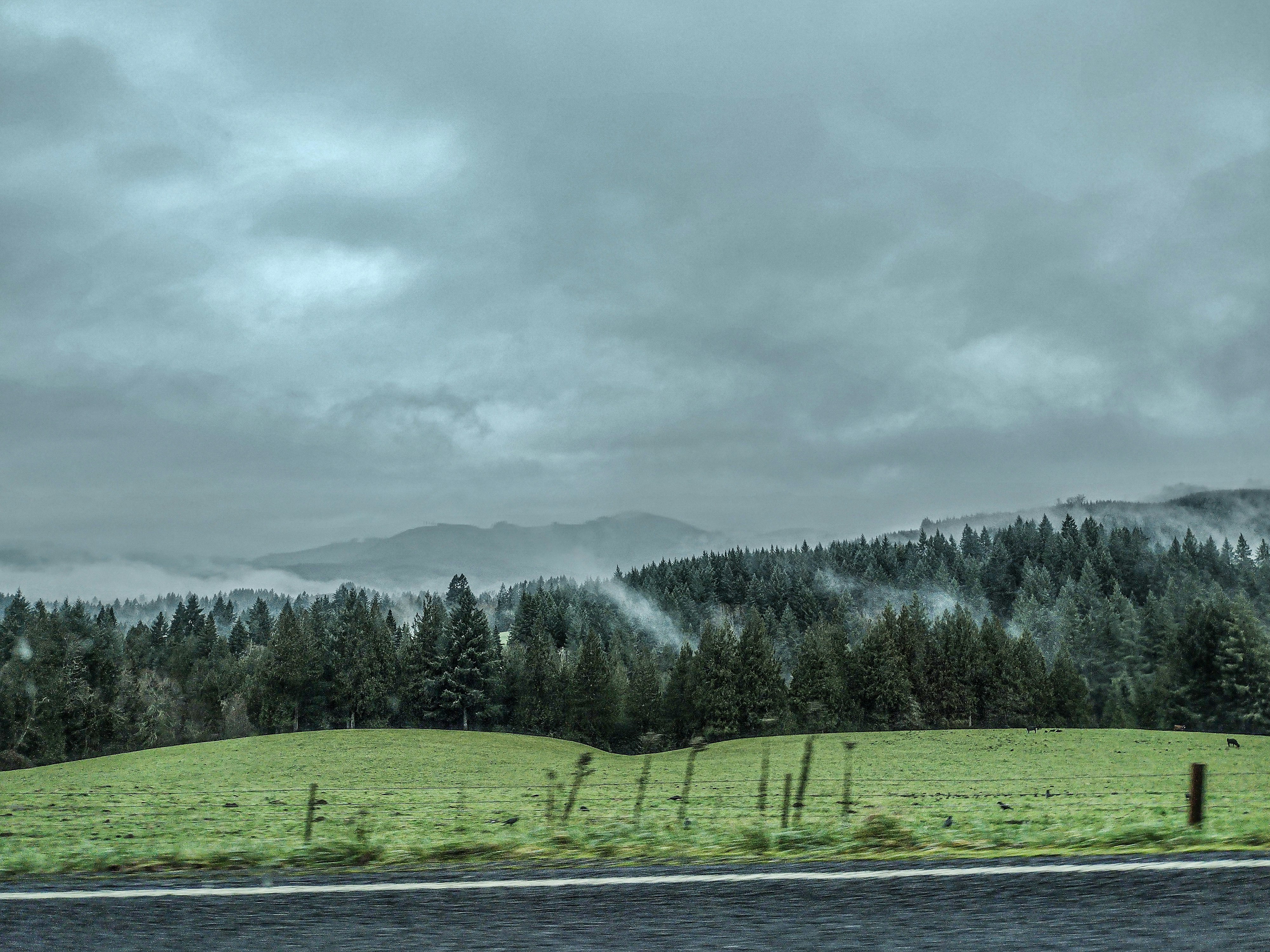 Rolling pasture with weathered fence posts fading into a misty tree line beneath a gray, overcast sky.