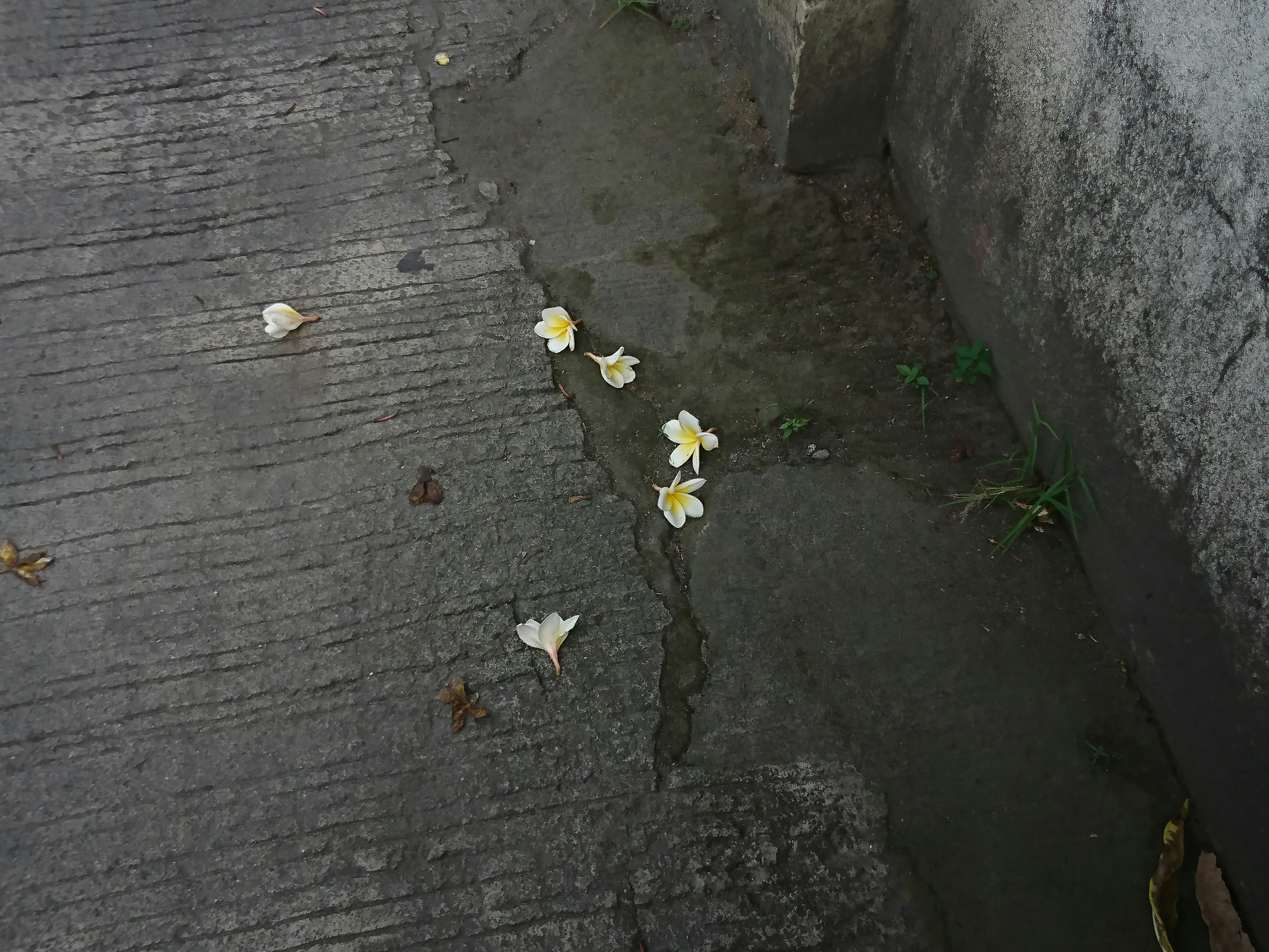 Line of small white-yellow flowers rests along a crack in a weathered concrete step, with a stone wall to the right.