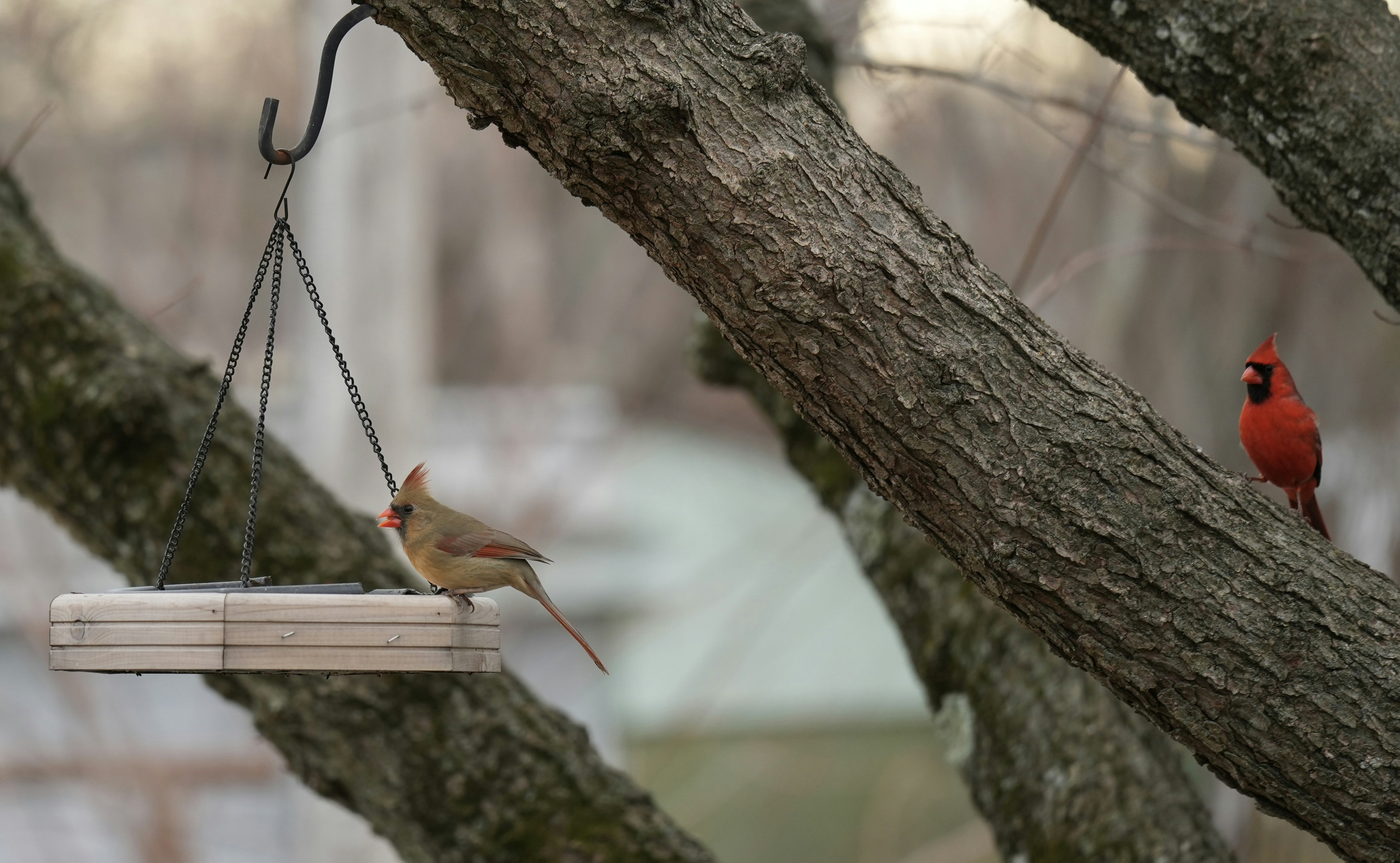Red Cardinals on a Winter Branch: A Quiet Feathery Moment