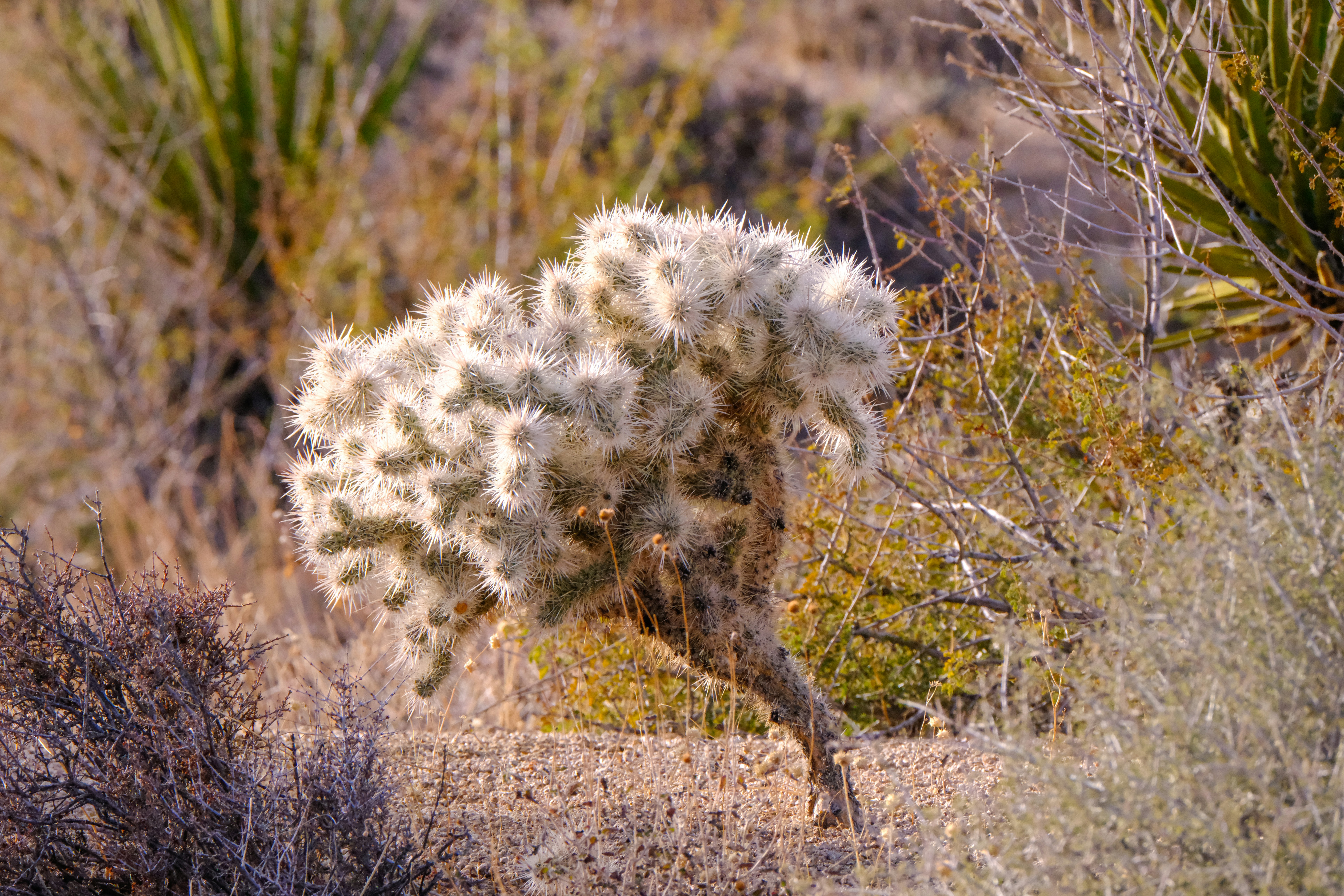 Photo by Sarah Sheedy with Fujifilm X-T5