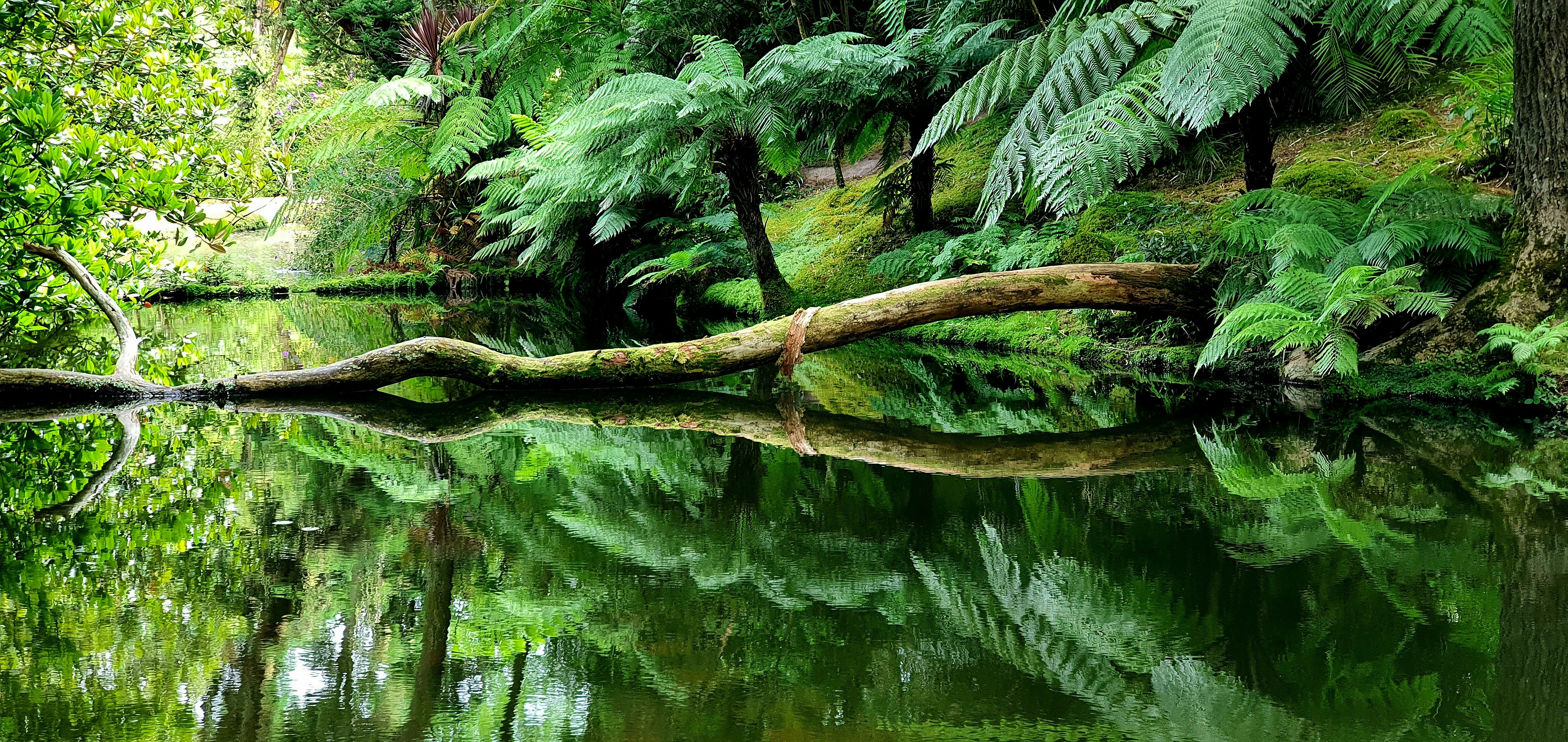 Branch Across the Green Mirror: Fern-Framed Tranquility Over Still Water