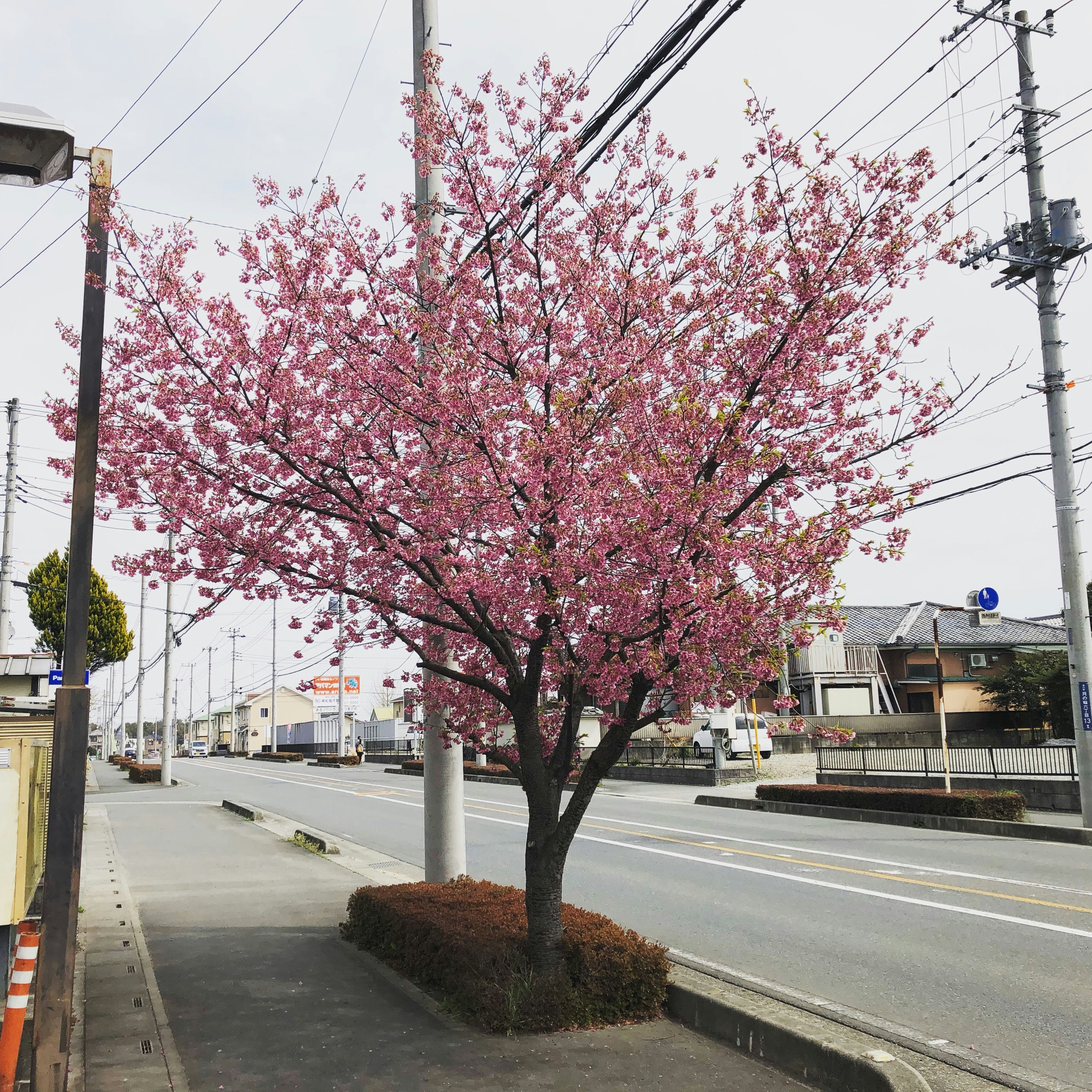 Japanese Tree Pictures | Download Free Images on Unsplash