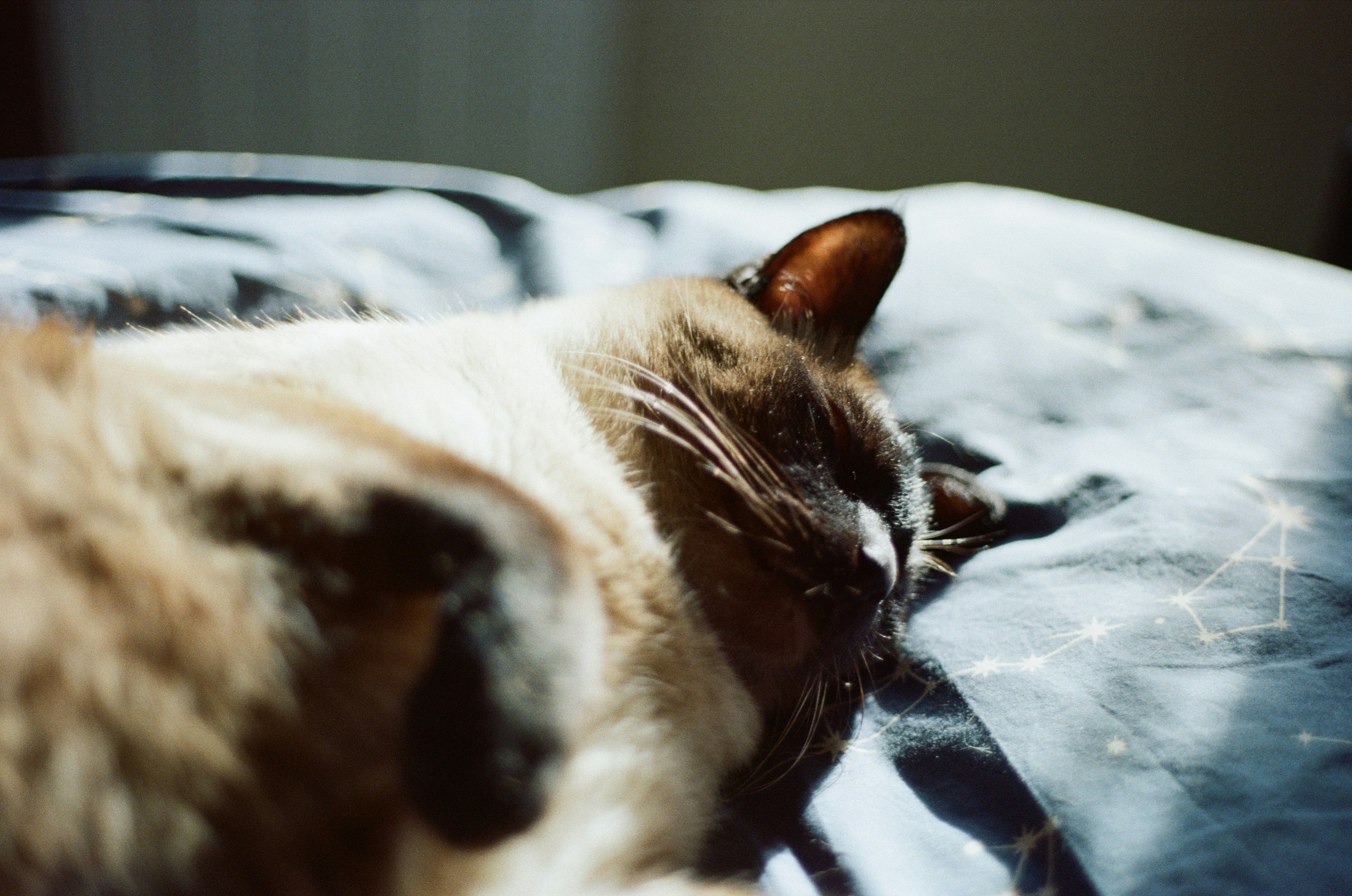 Un chat qui dort sur un lit, les yeux fermés photo – Photo Photographie ...