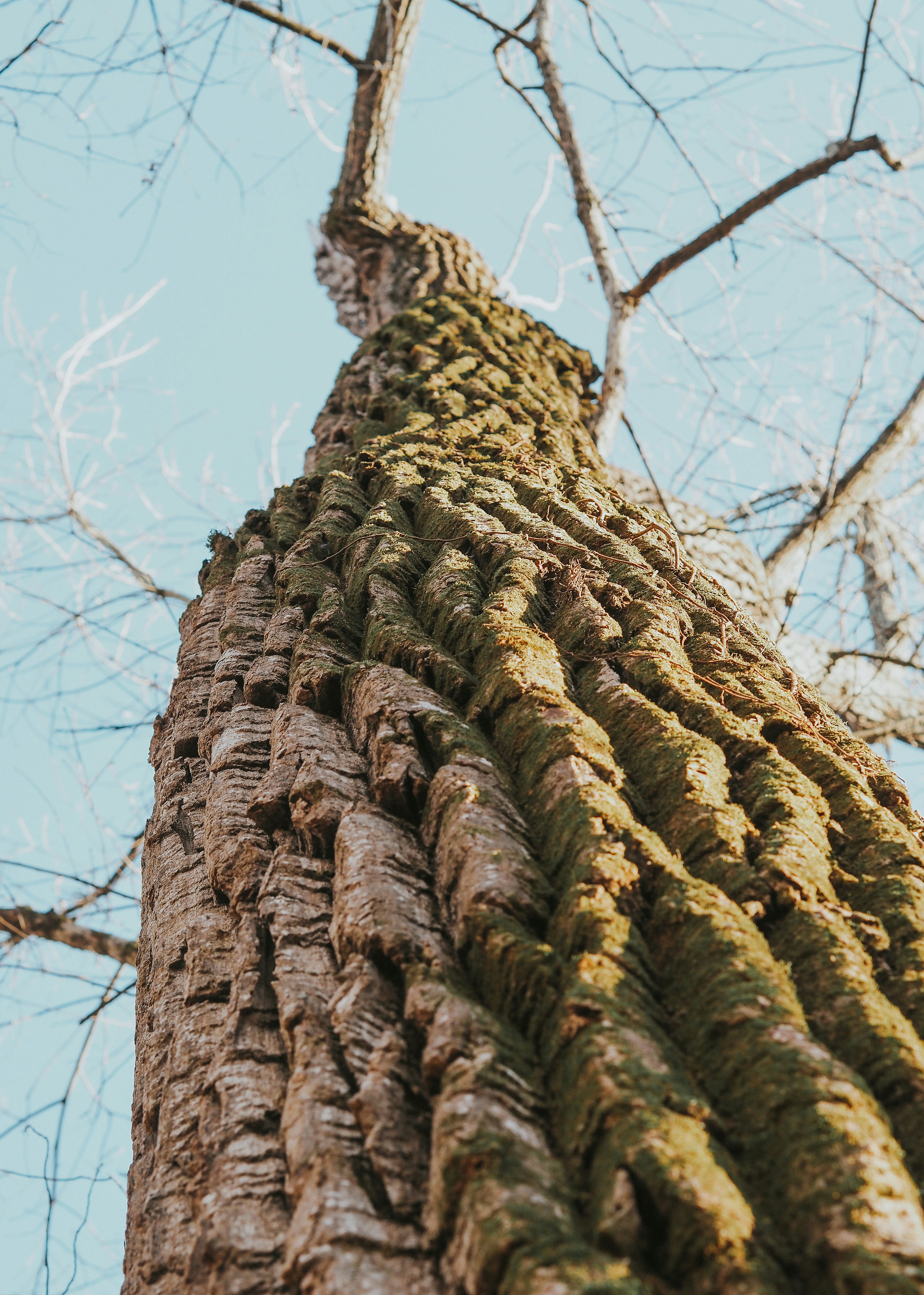 Rising Bark: Moss-Crowned Ridges Climb Toward the Sky