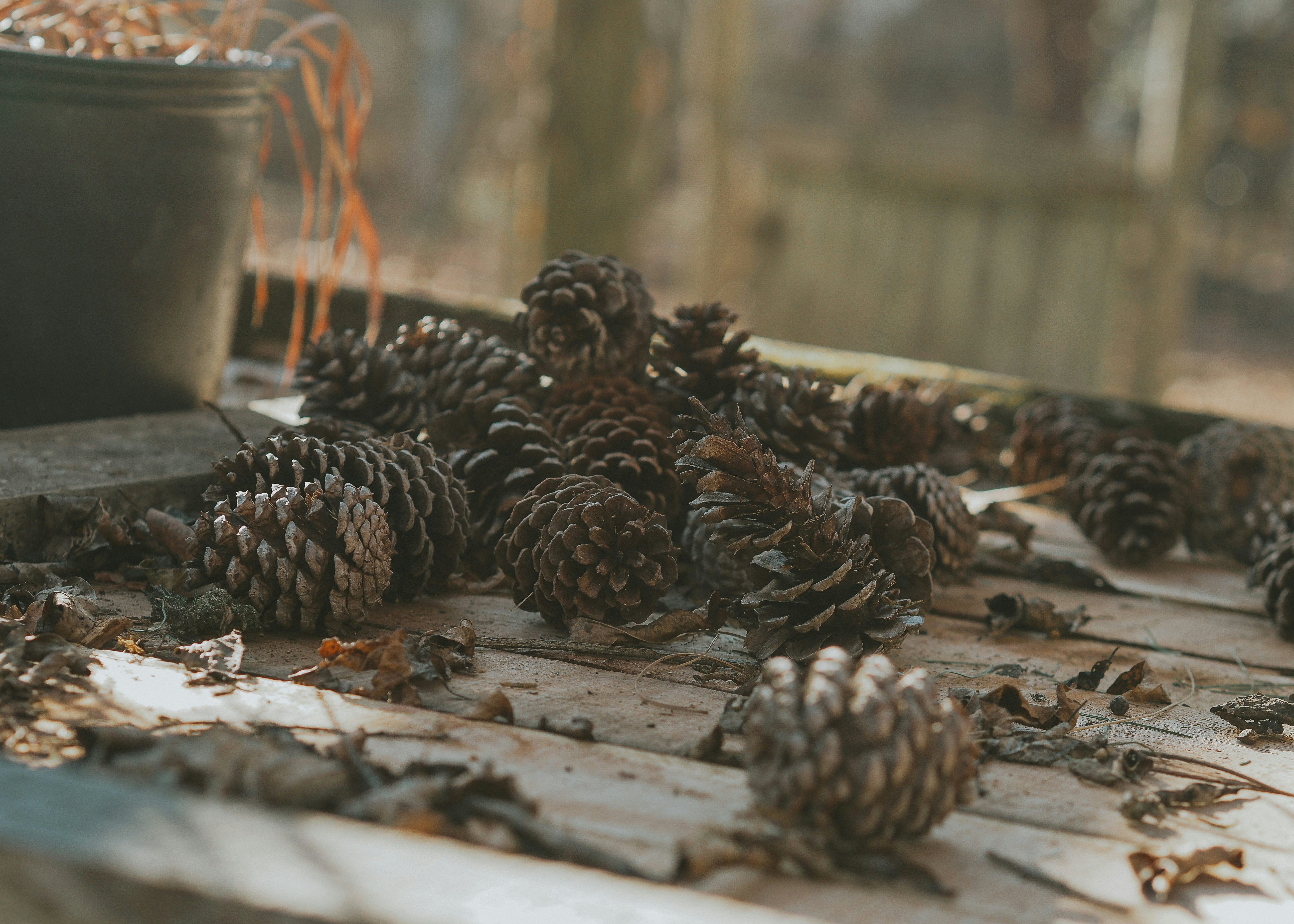 Pile of pinecones scattered on a weathered wooden surface with a blurred potted plant in the background, suggesting a rustic outdoor setting.