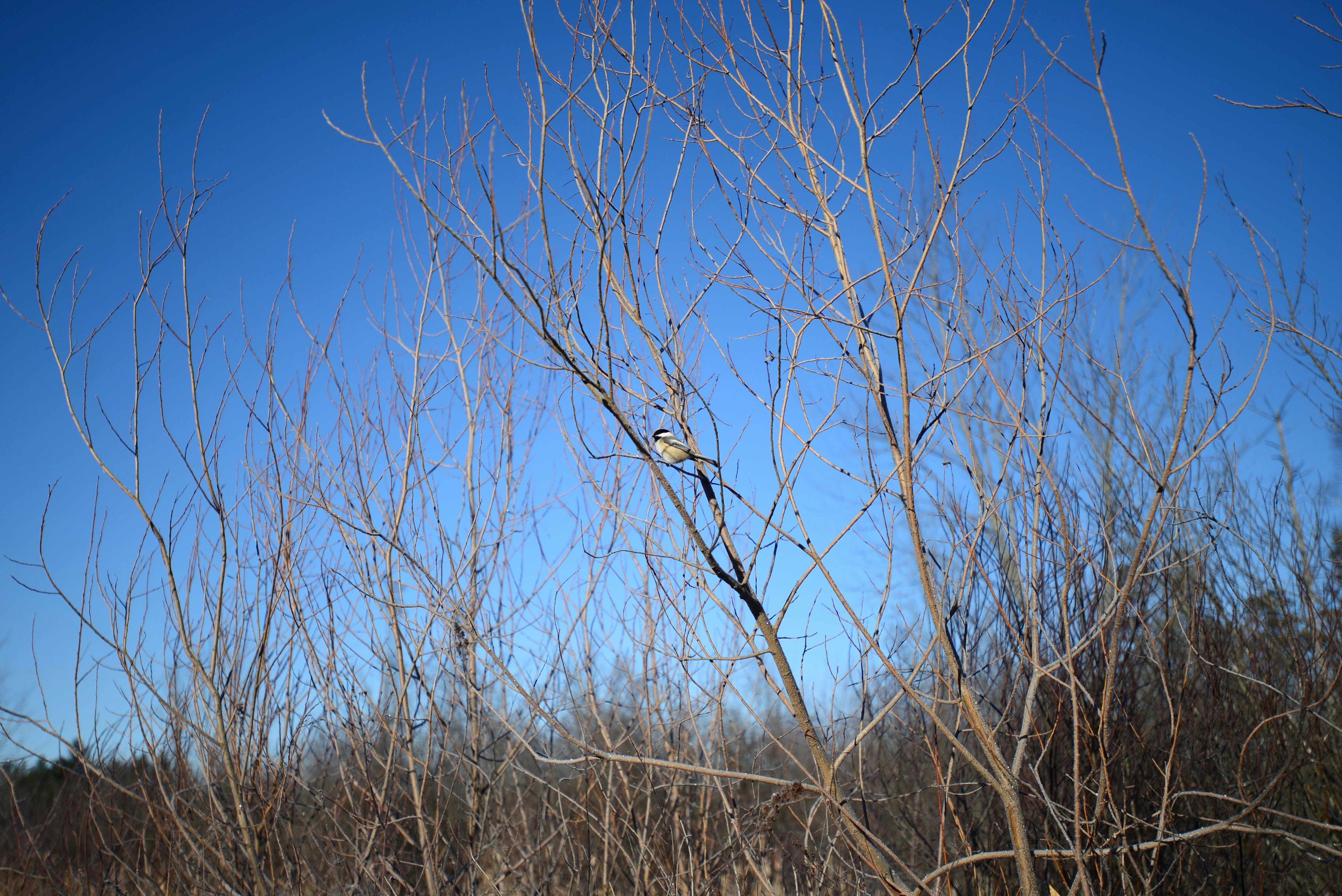Azure Sky, a Watchful Songbird on a Winter Branch