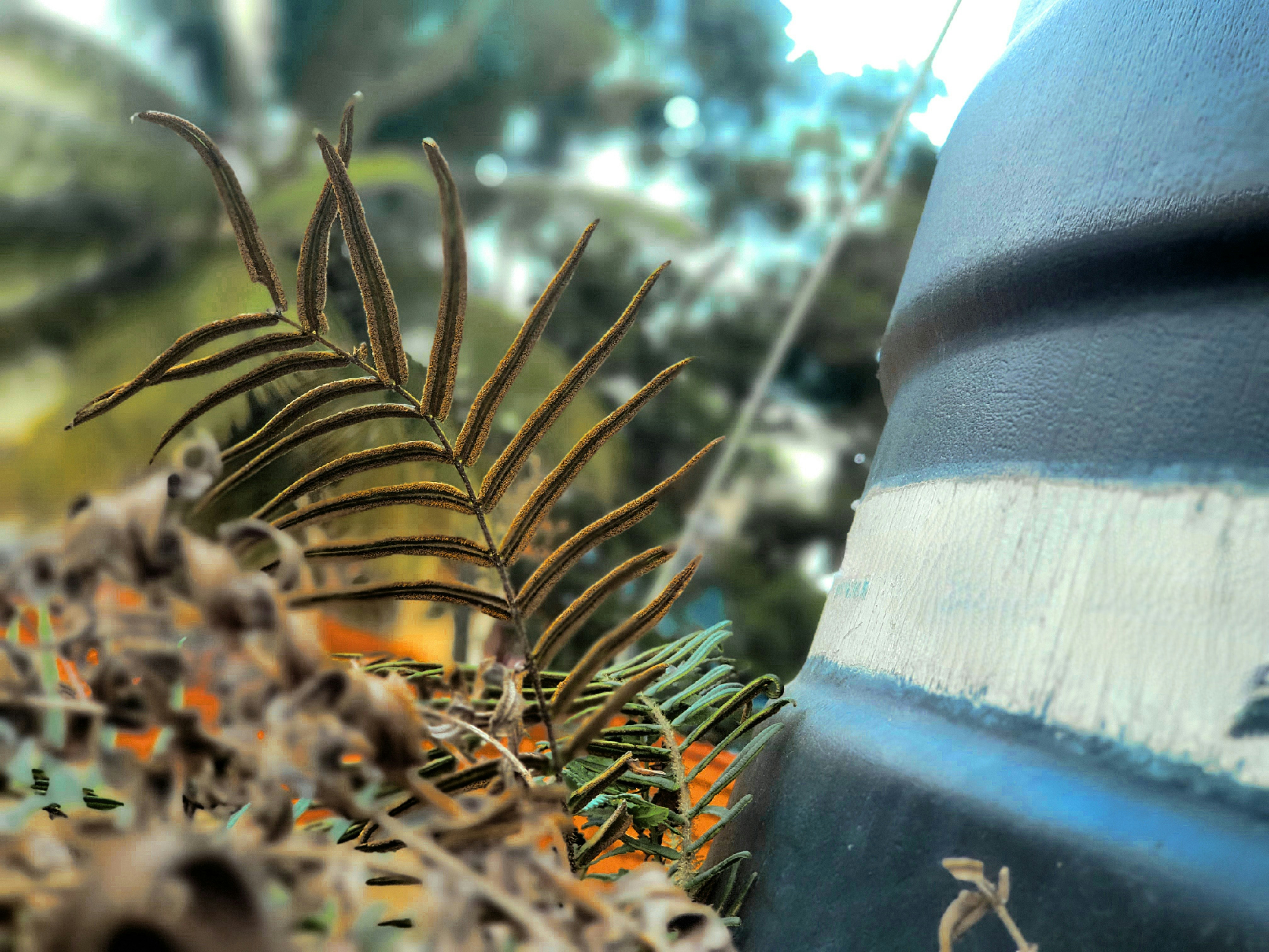 Fronds in Focus: A Sharp Fern Against a Soft, Blurred Outdoor Backdrop