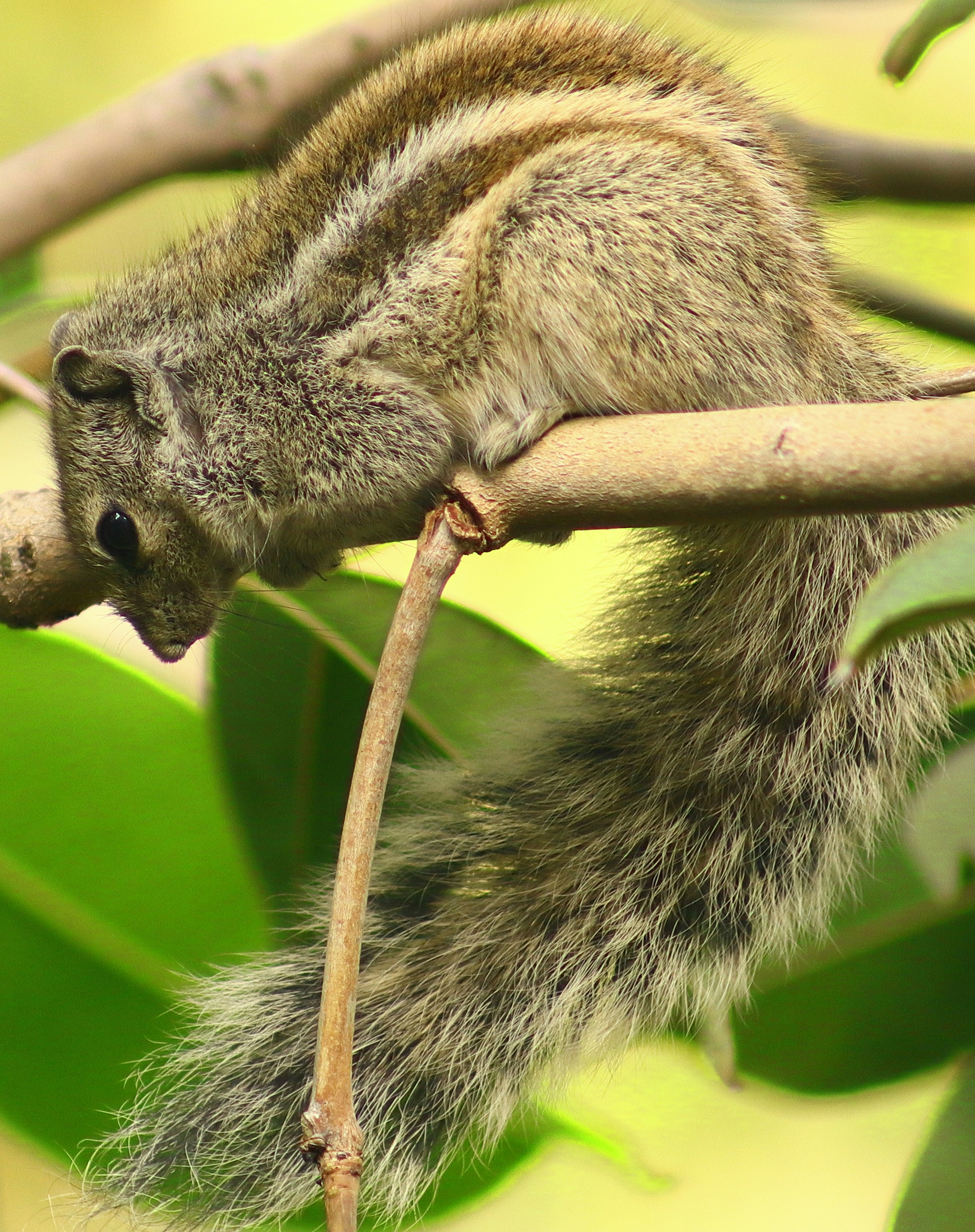 Sunlit Squirrel on a Curving Branch: A Close-Up of Curiosity