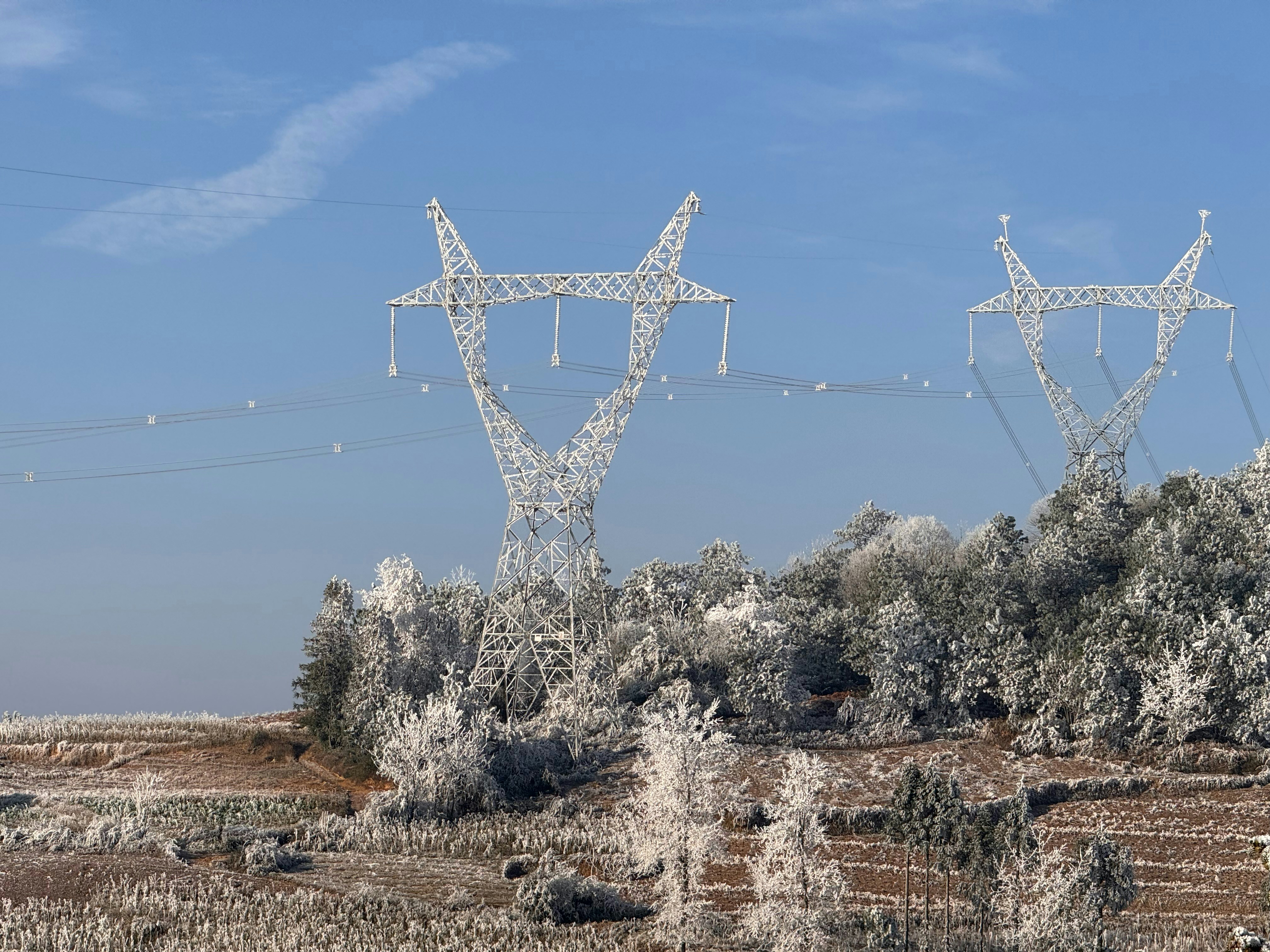 Frosted Giants over a Snow-Kissed Field