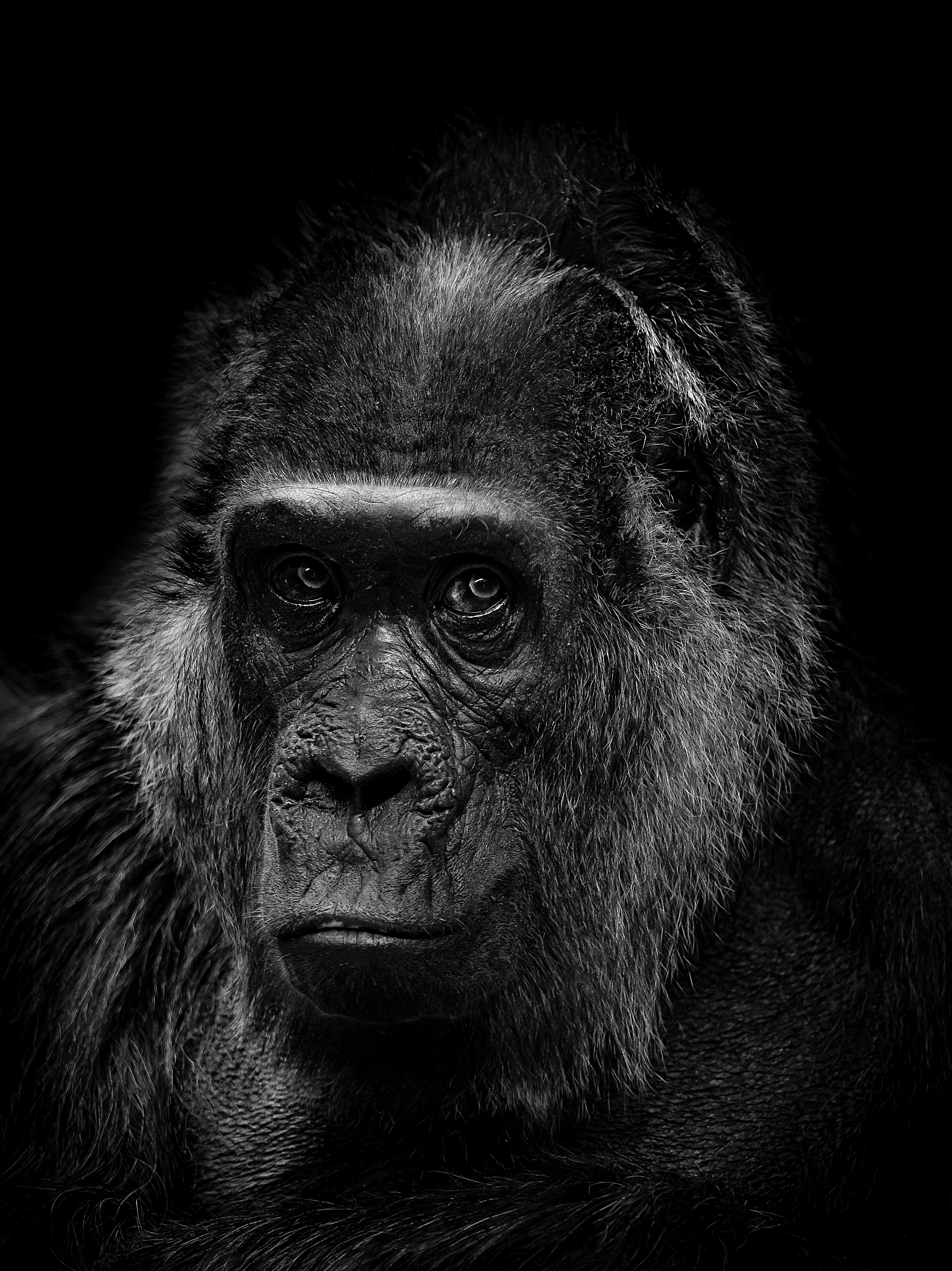A black and white photo of a monkey photo – Free Wildlife Image on Unsplash