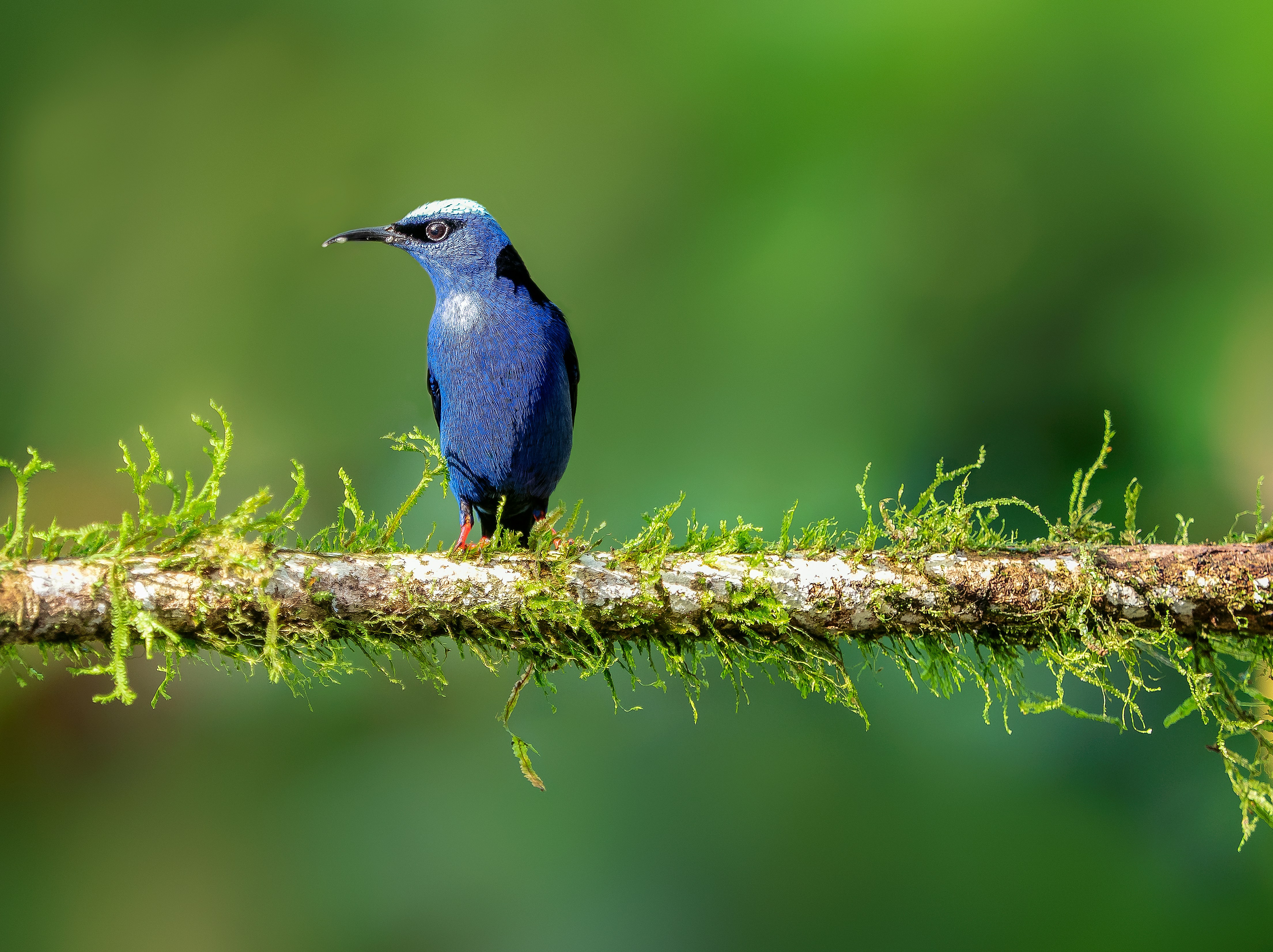A small blue bird perched on a mossy branch photo – Free Animal Image ...