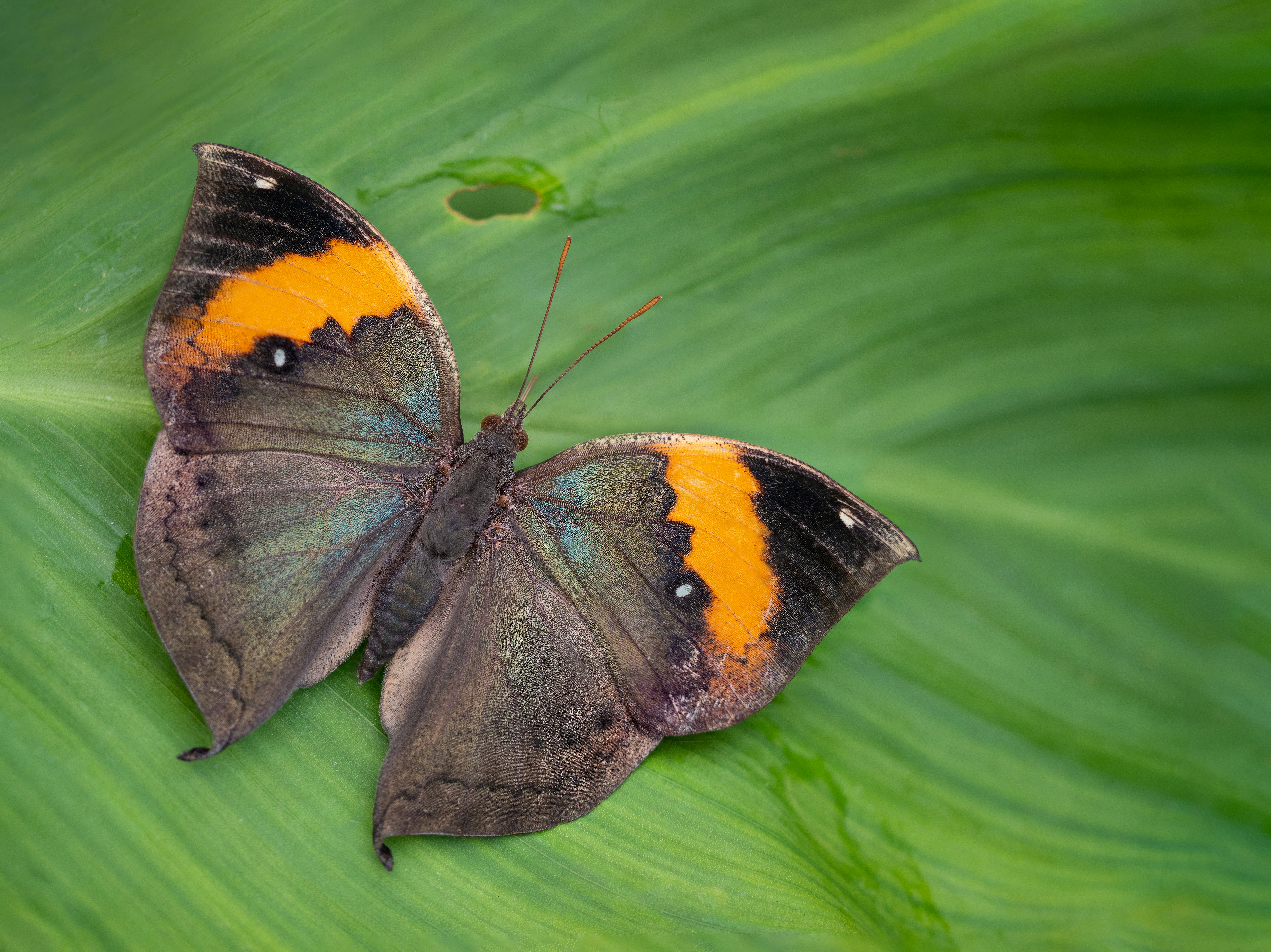 Red Admiral at Rest: Orange Ribbons Framing a Verdant Stage