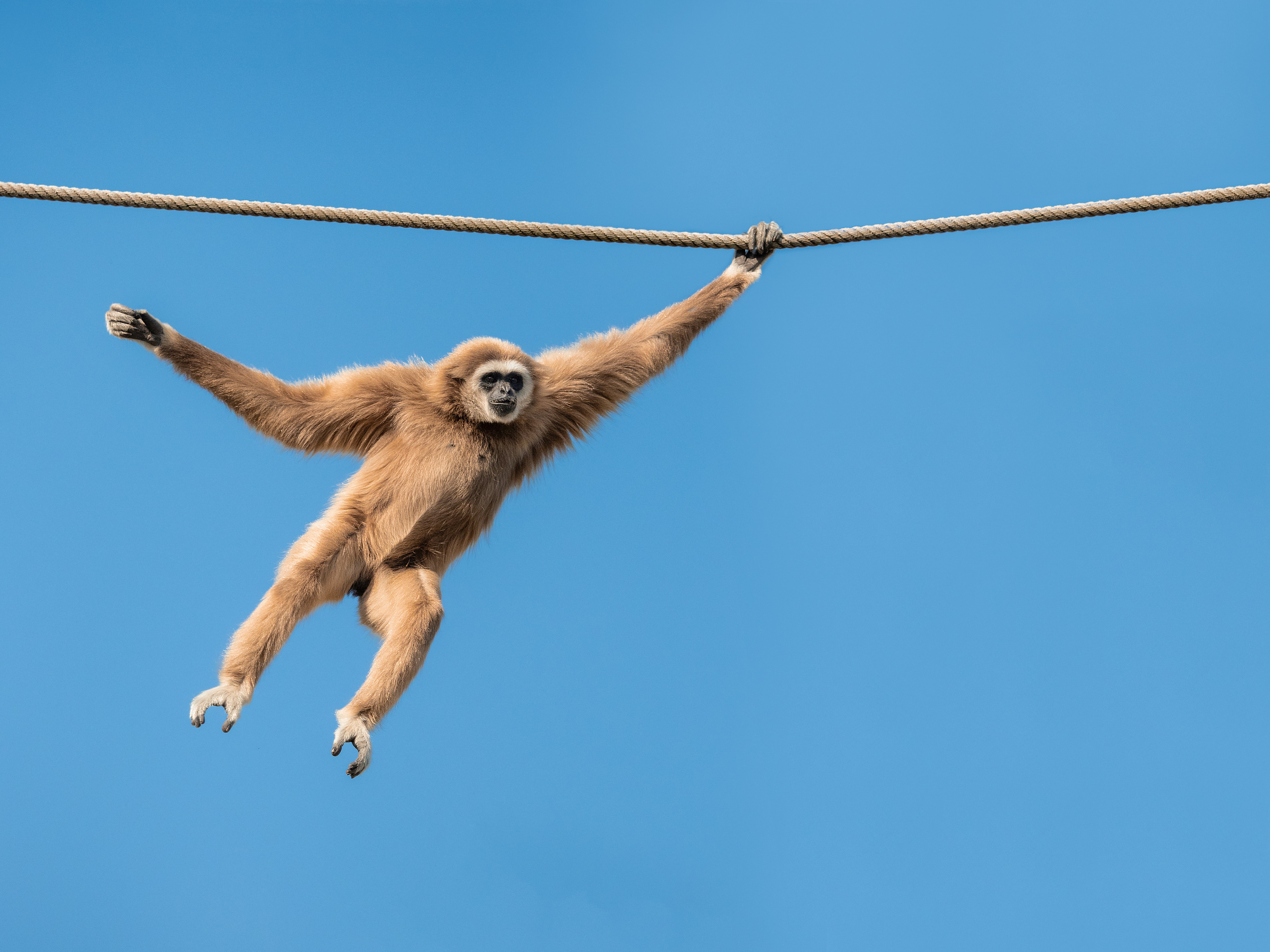 A monkey hanging upside down on a rope photo – Free Animal Image on ...