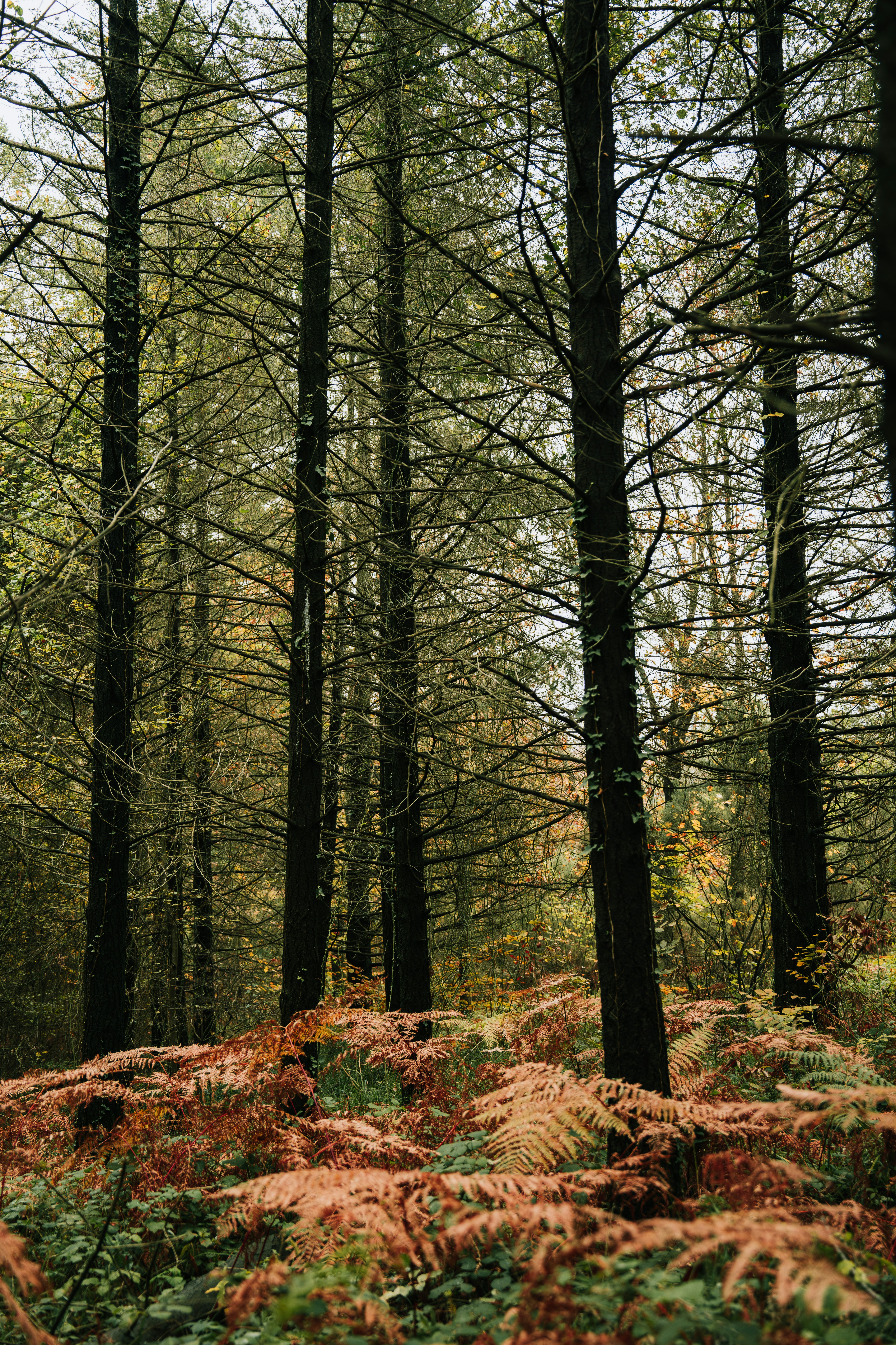 A forest filled with lots of tall trees photo – Free Vegetation Image ...