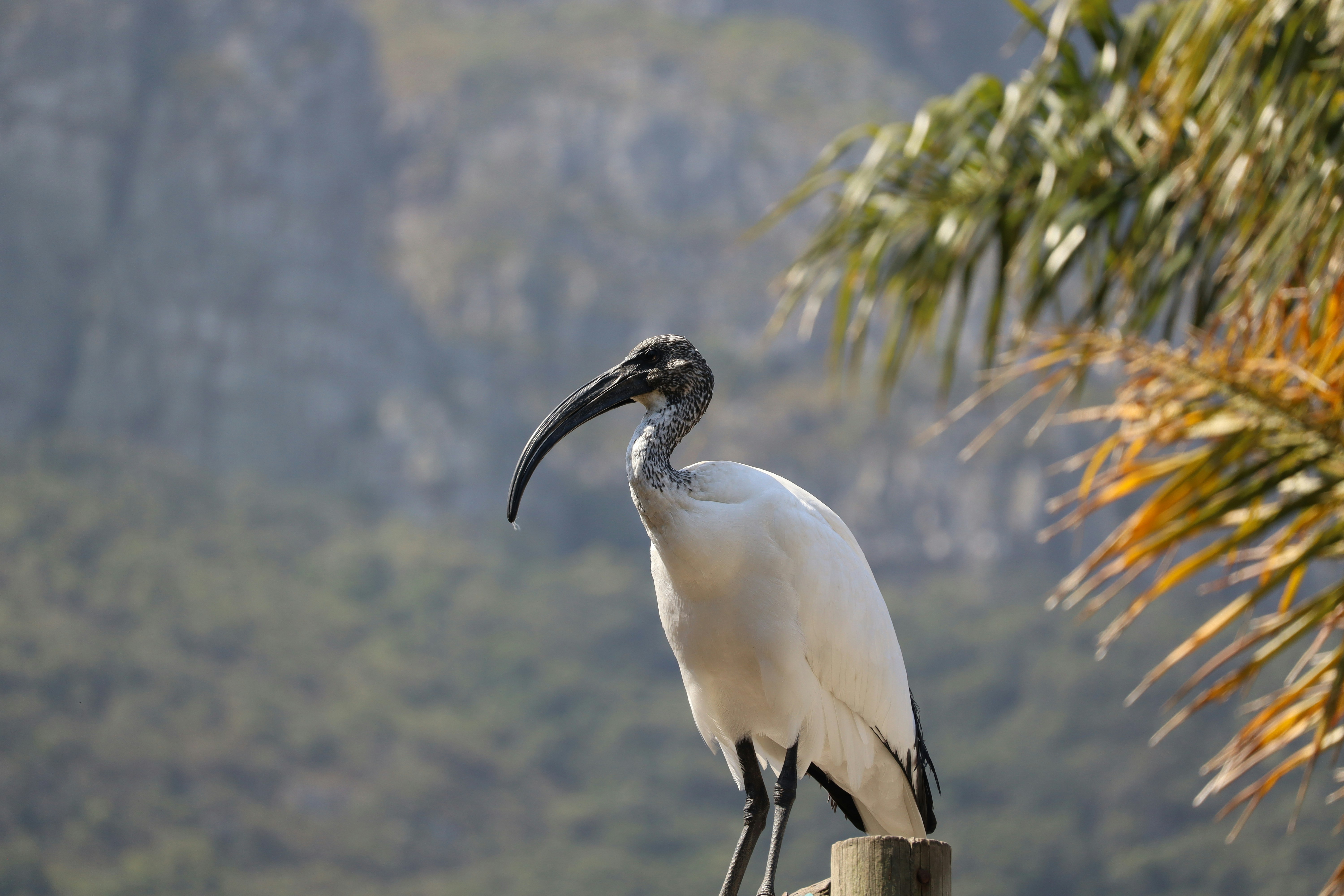 Perched White Ibis Over a Quiet Marsh