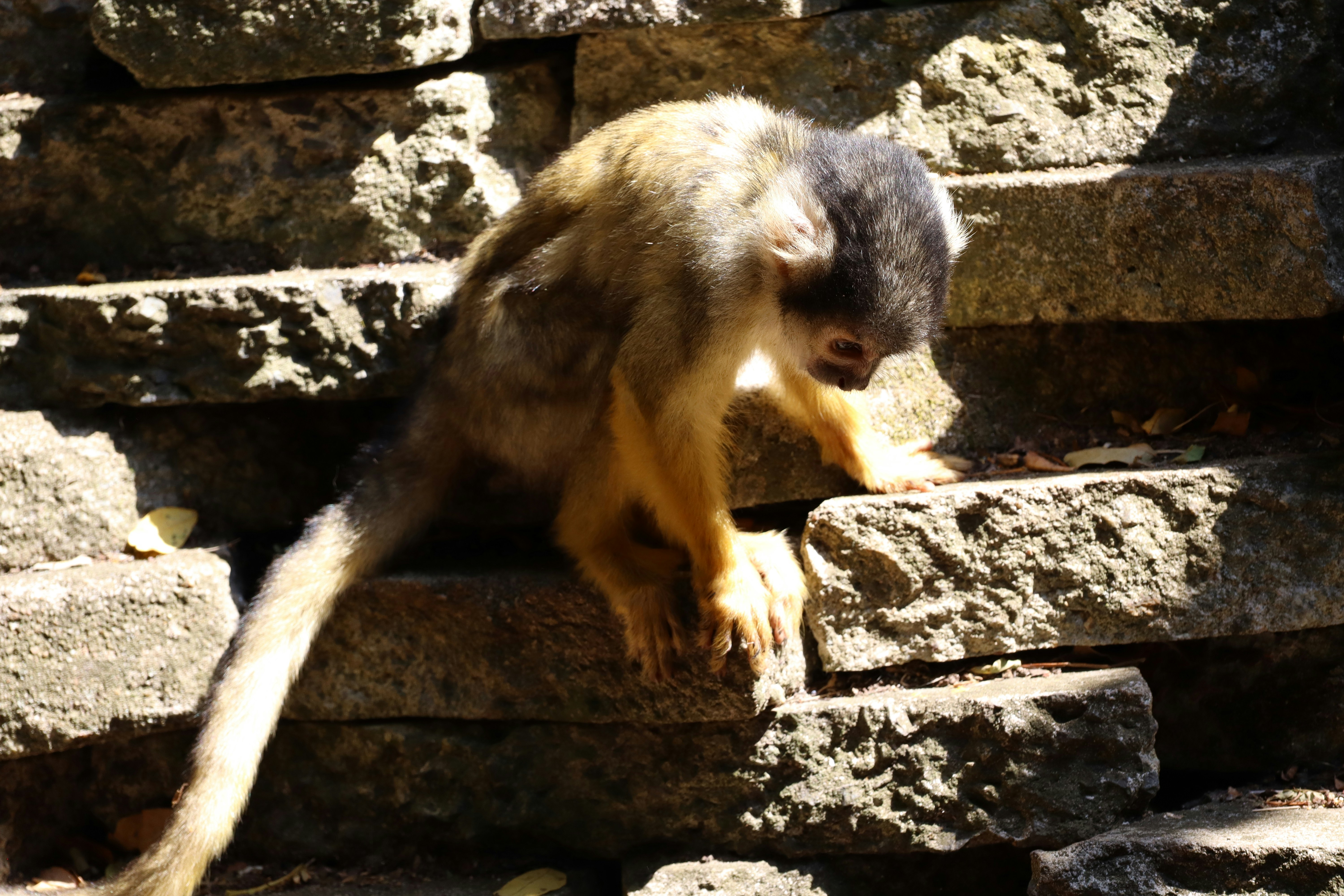 A monkey is climbing up a stone wall photo – Free Wildlife Image on ...