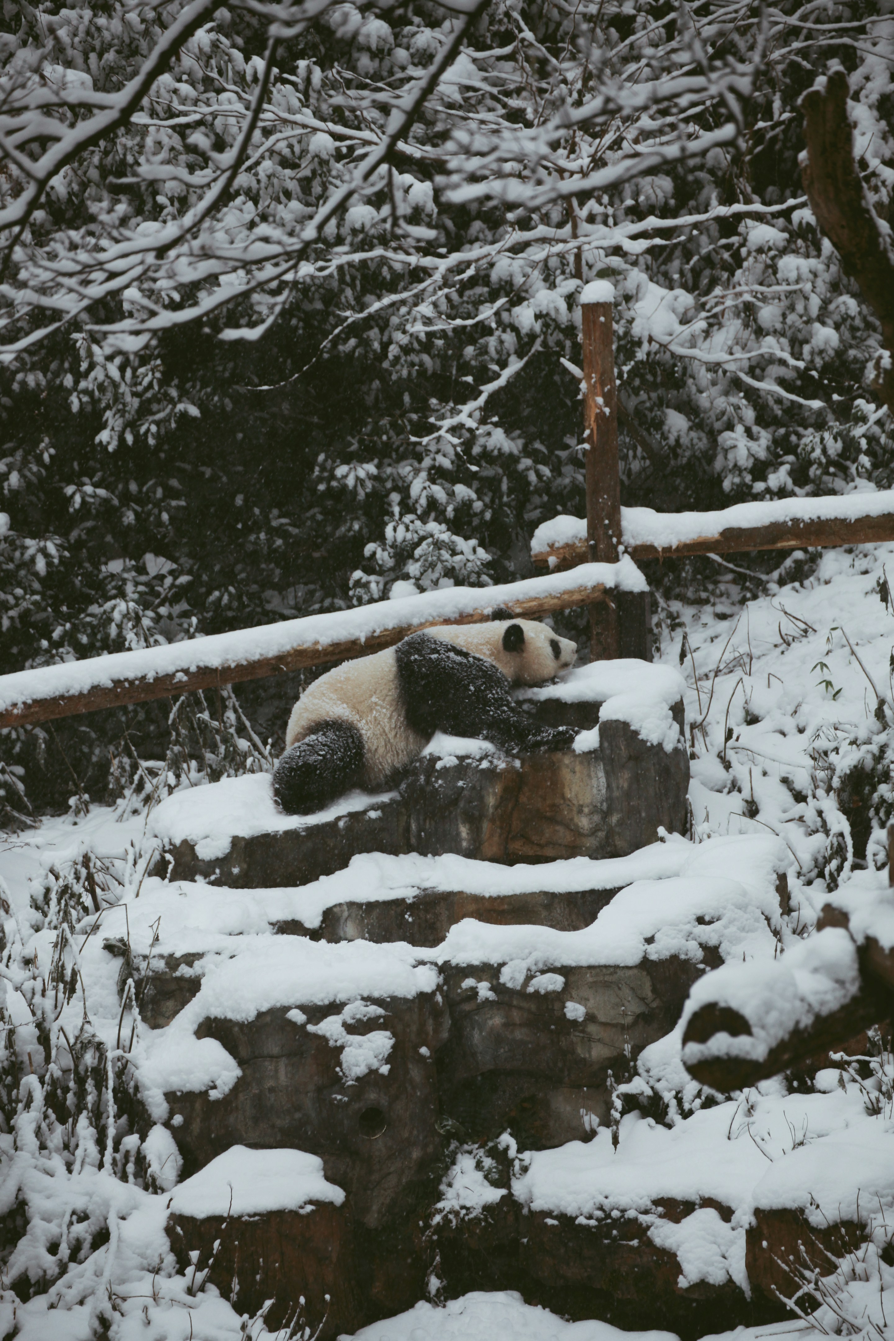 A panda bear laying down in the snow photo – Free Snow Image on Unsplash
