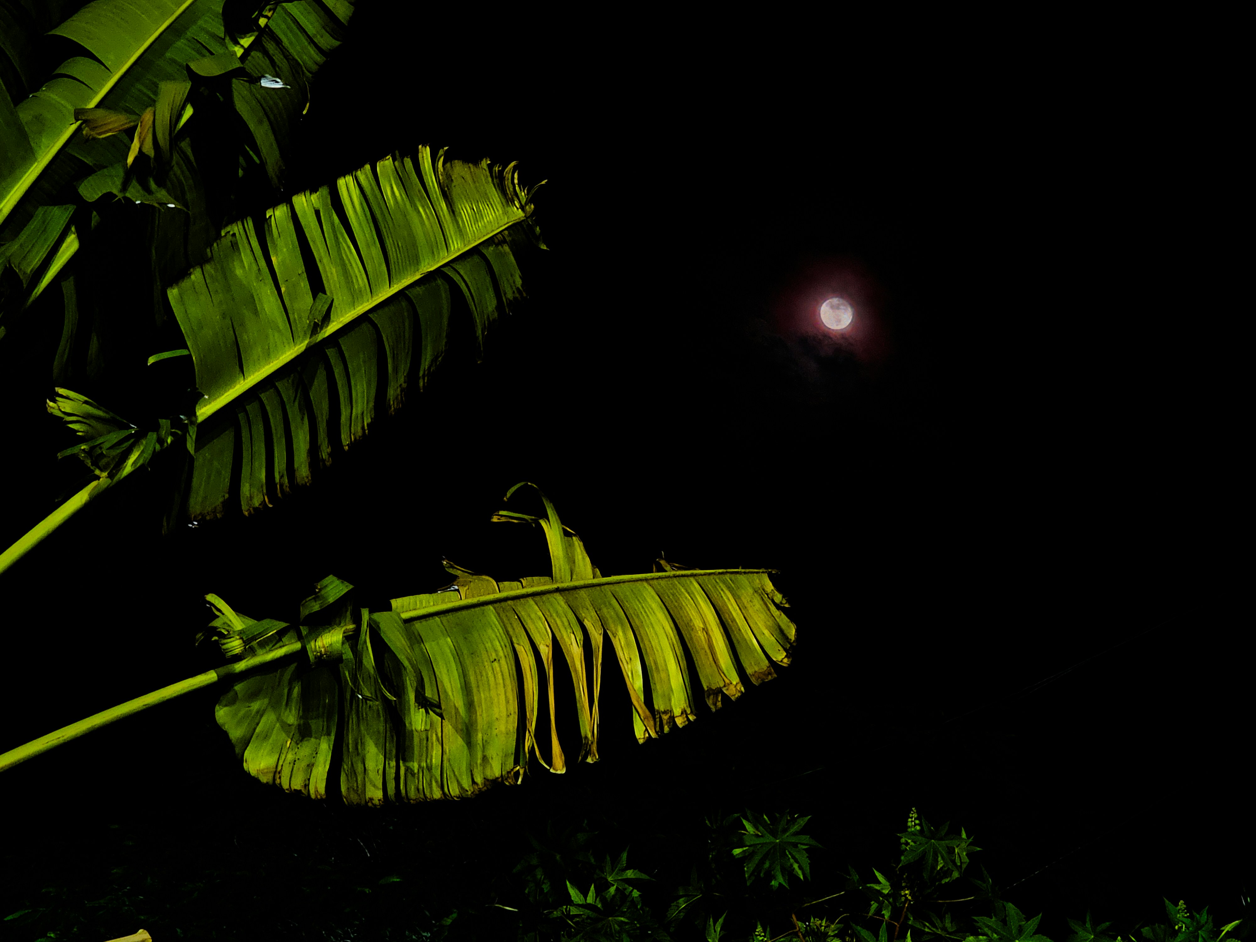 Moonlit Neon Banana Fronds in a Velvet Night