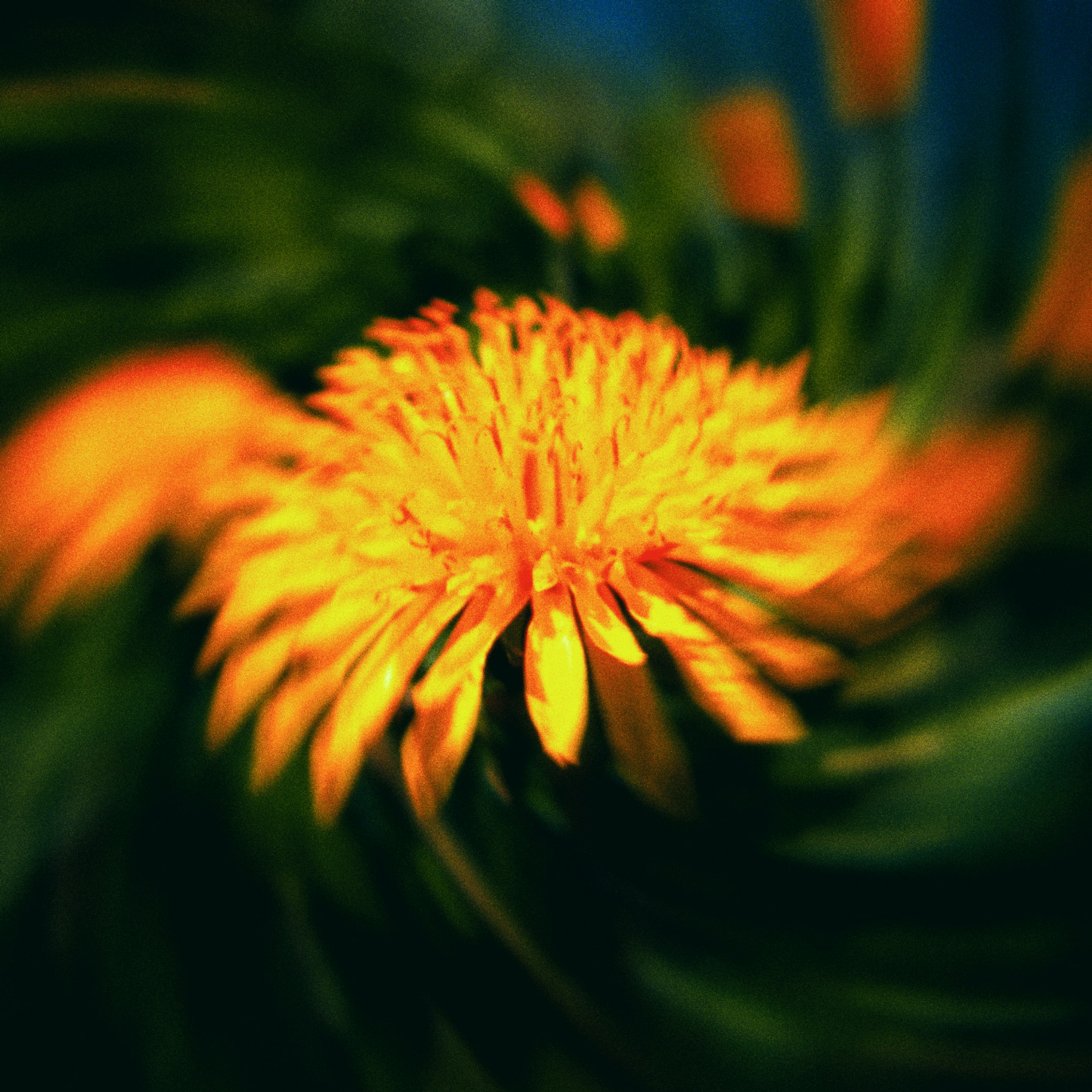 Spiral Ember Chrysanthemum: Radiant Blur in a Vivid Bloom