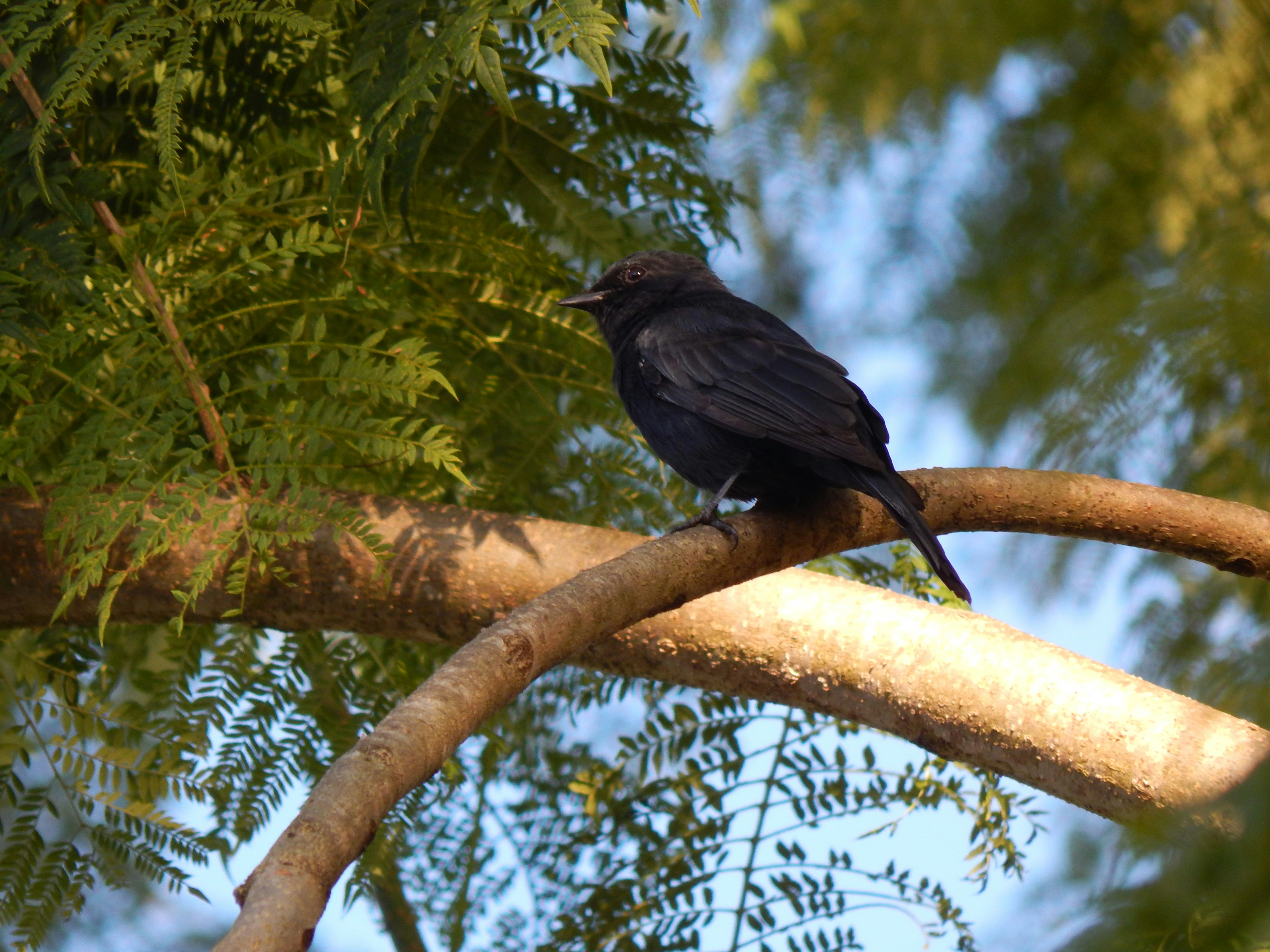 Black Crow on a Sunlit Curve: A Quiet Perch Among Ferns