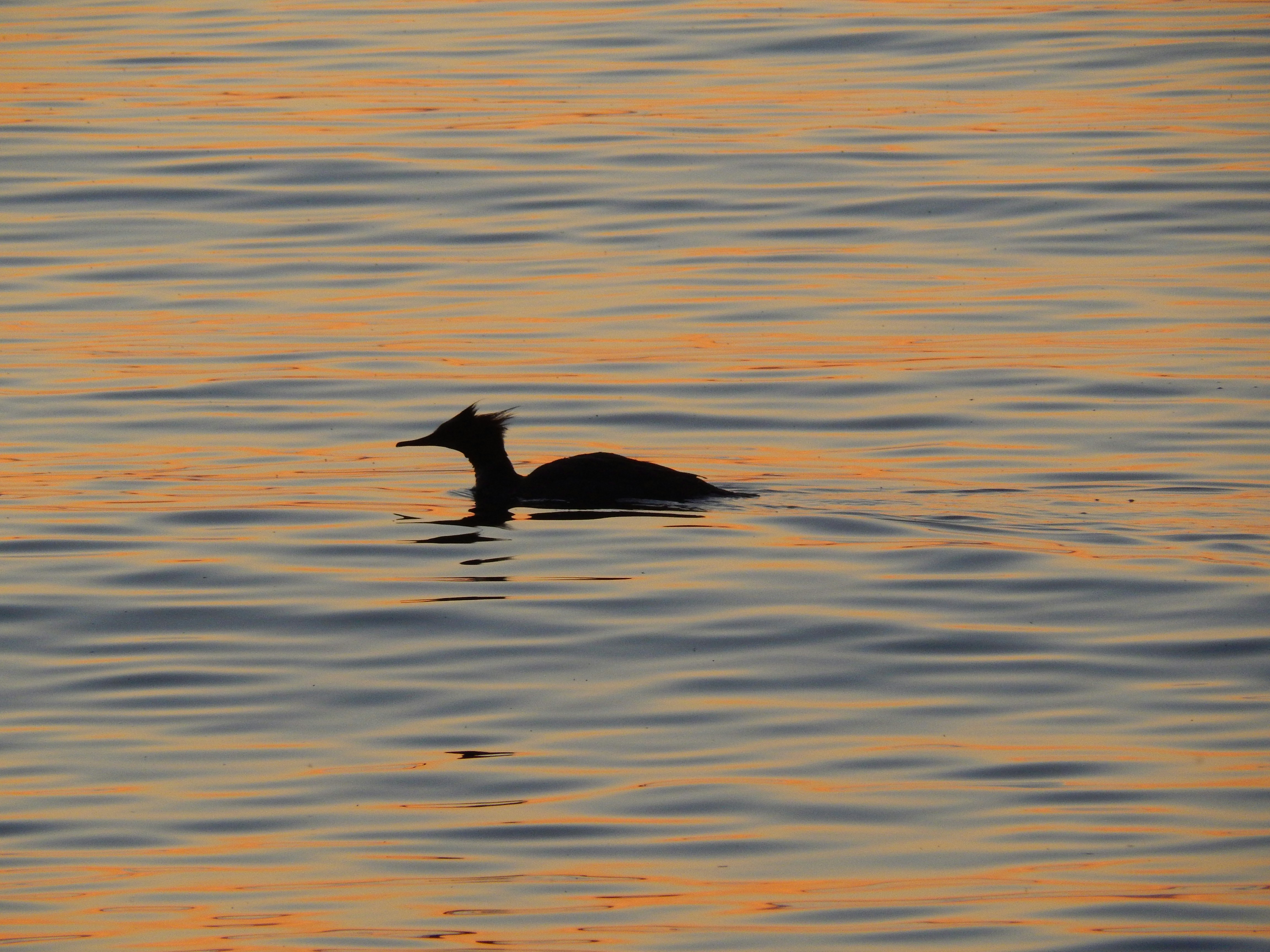 Dusk Silhouette: Waterfowl Skims Sunset-Tinted Ripples