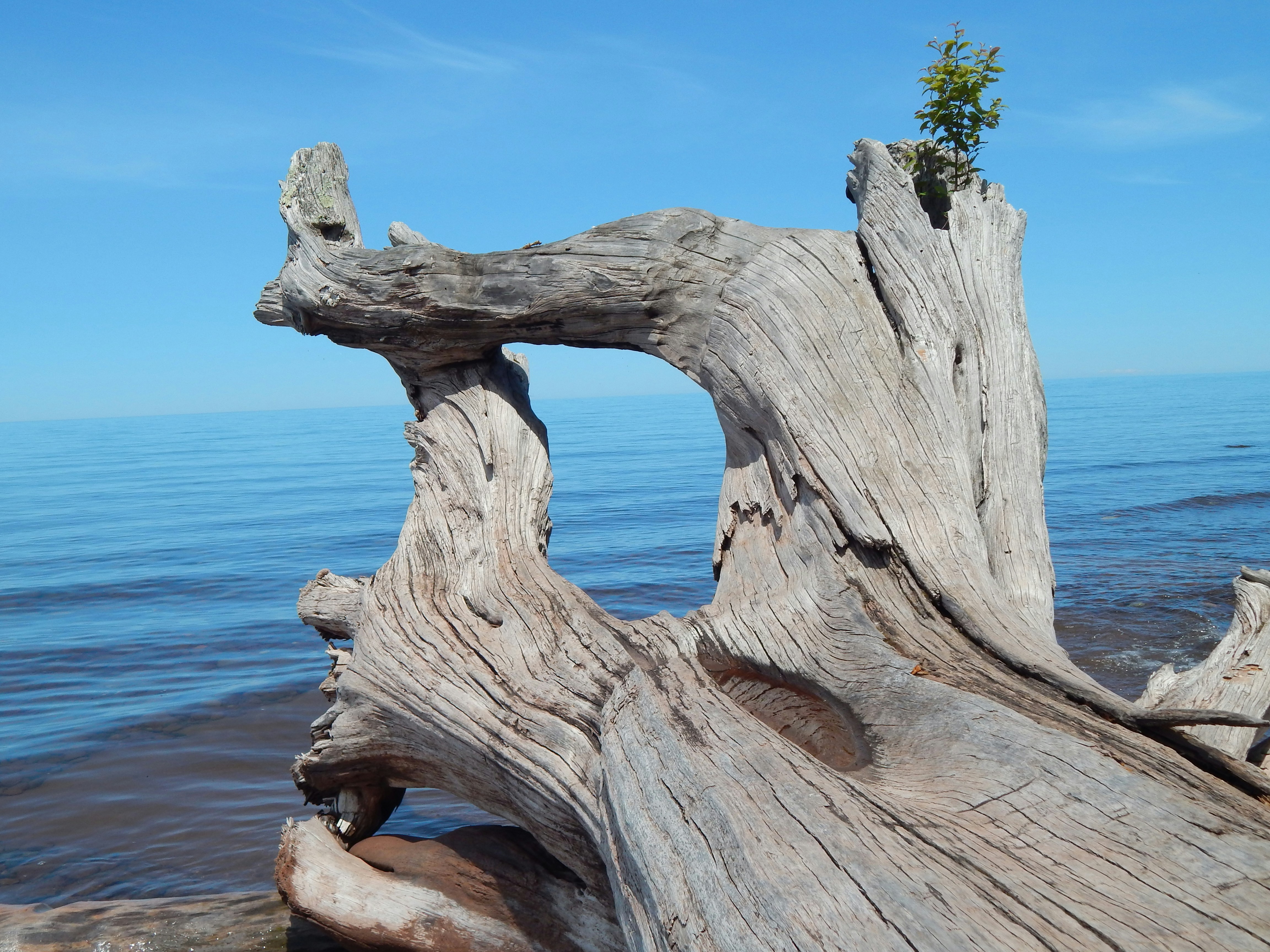 a piece of driftwood sitting on top of a beach next to the ocean