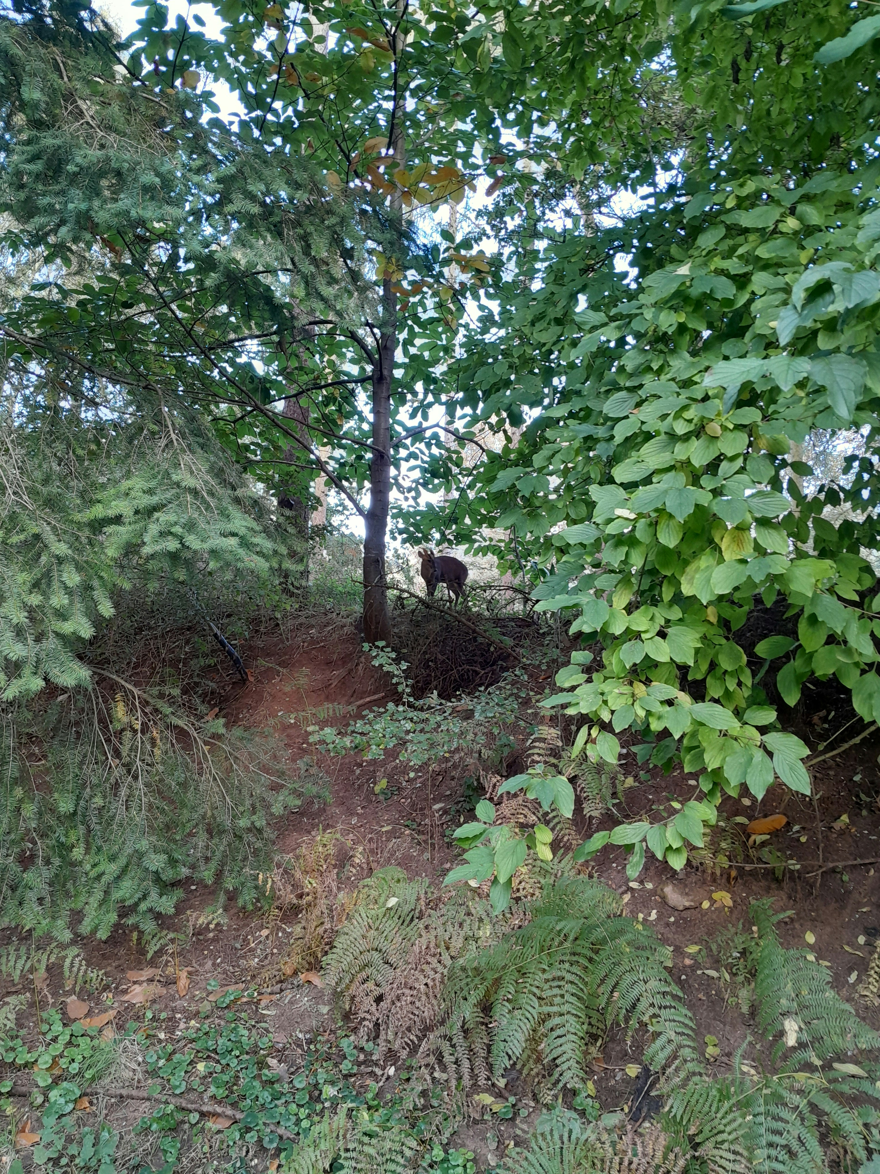 Through the Green Veil: A Black Canine Silhouette in a Forest Glade