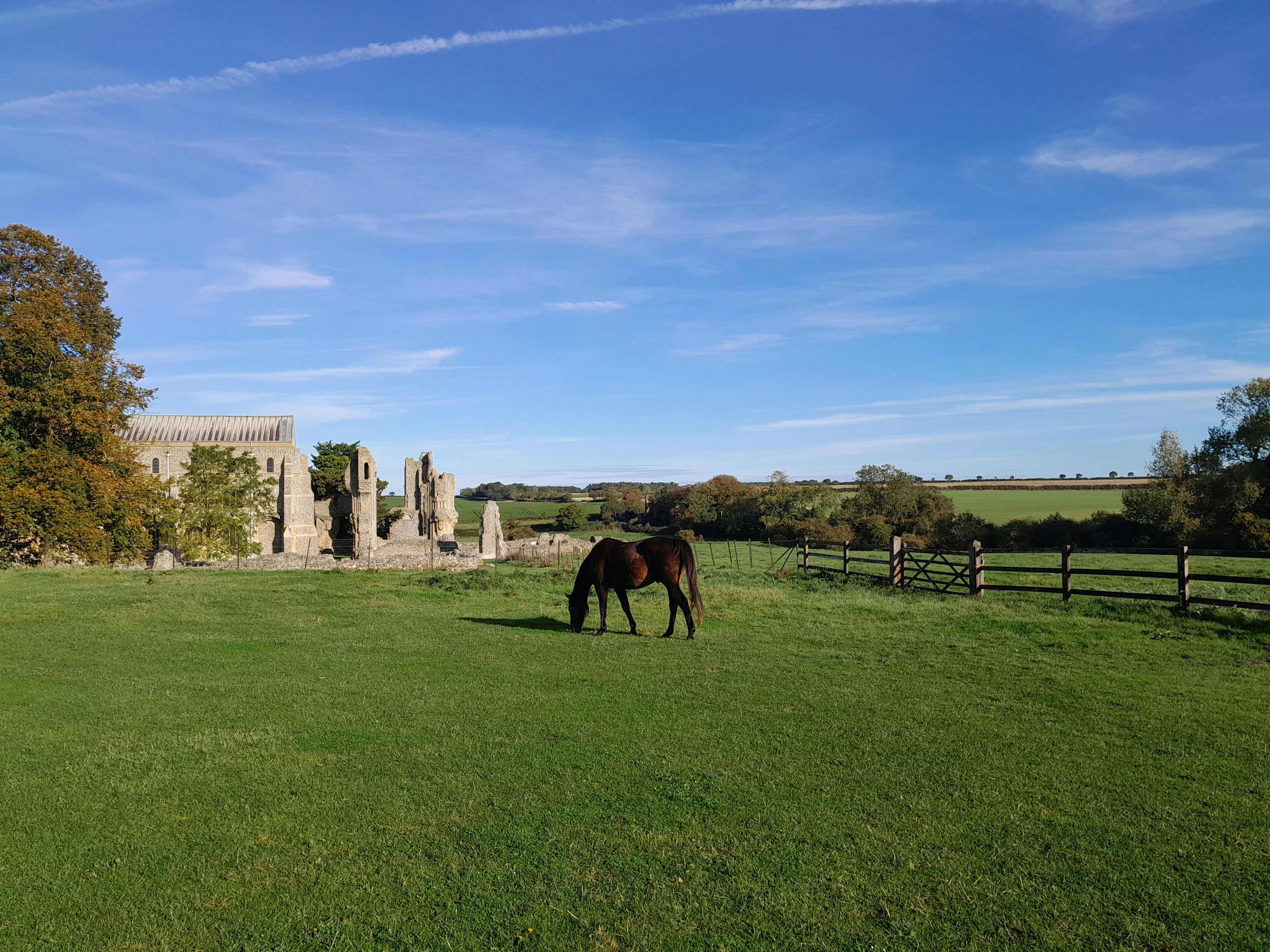 A nice picture of a horse near the Binham ruins.