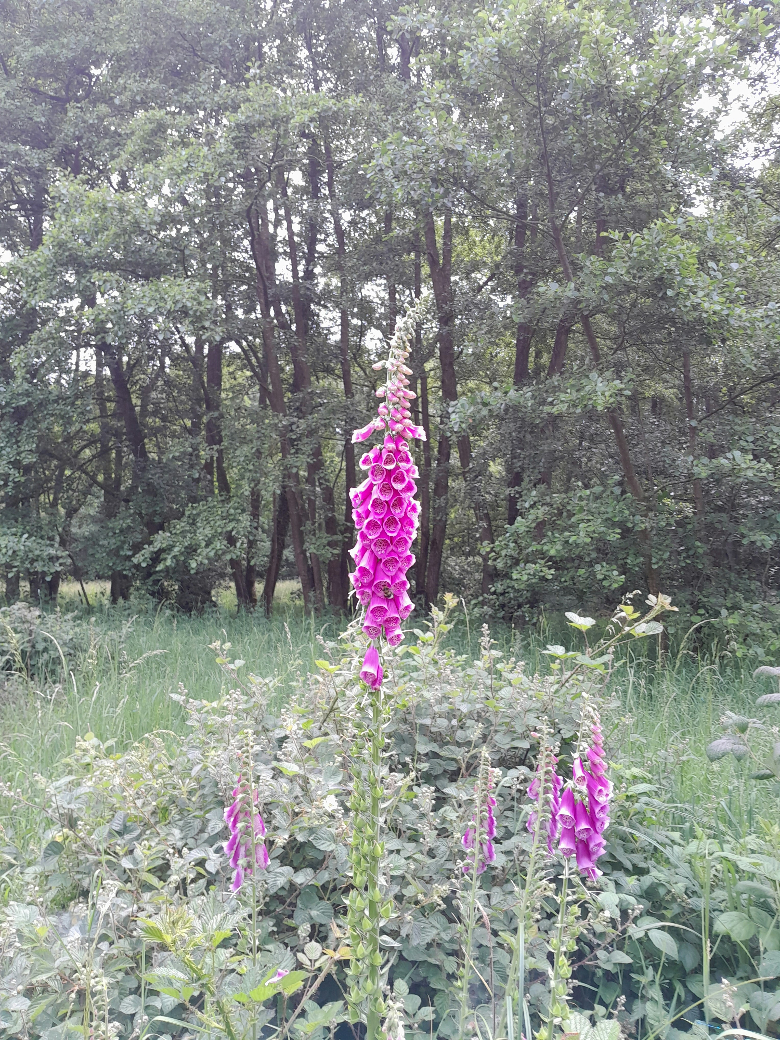 Photo by Thomas Underwood | TTP with Samsung Galaxy A04s