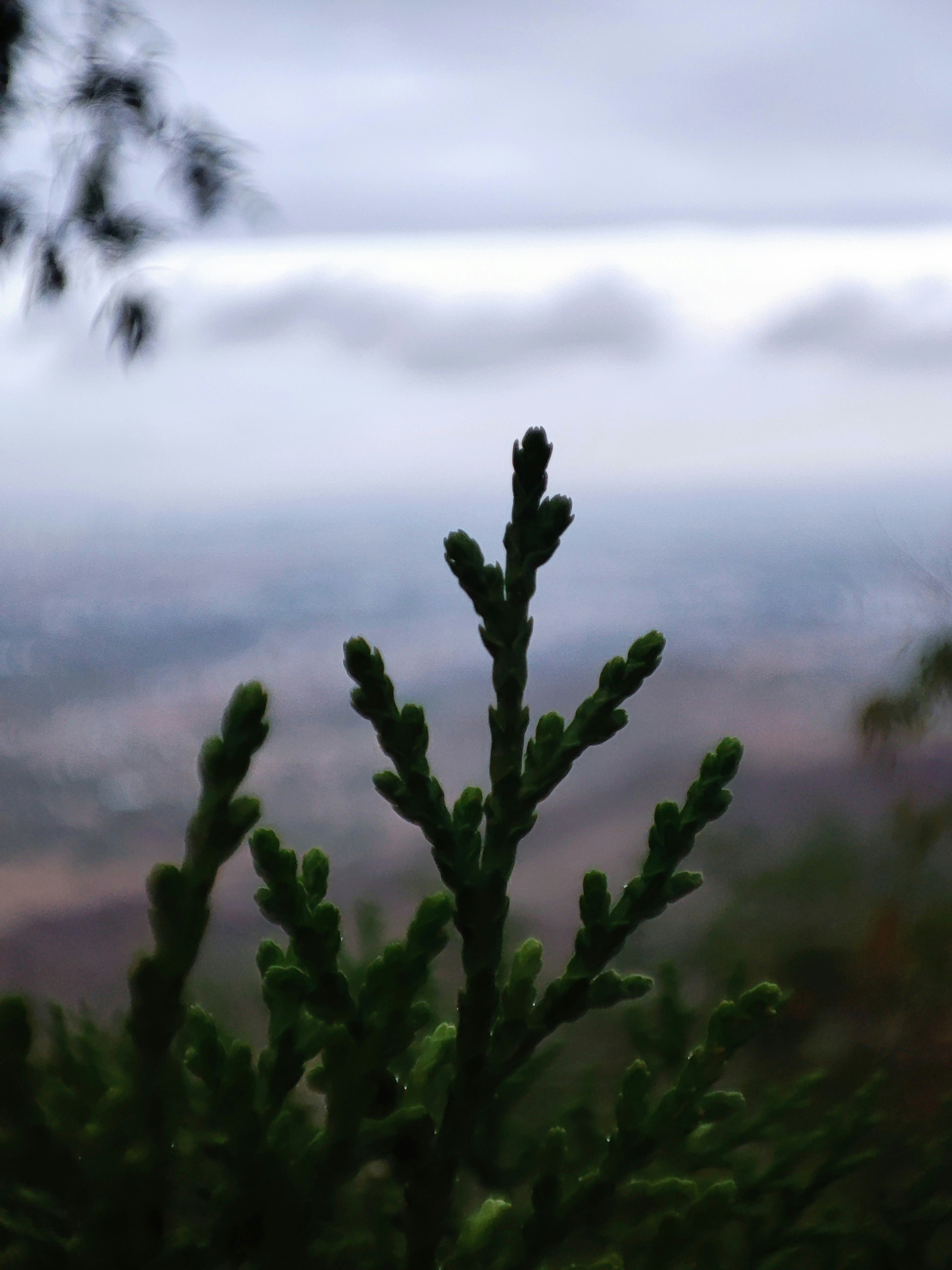 Emerald Sprigs Framing a Misty Horizon
