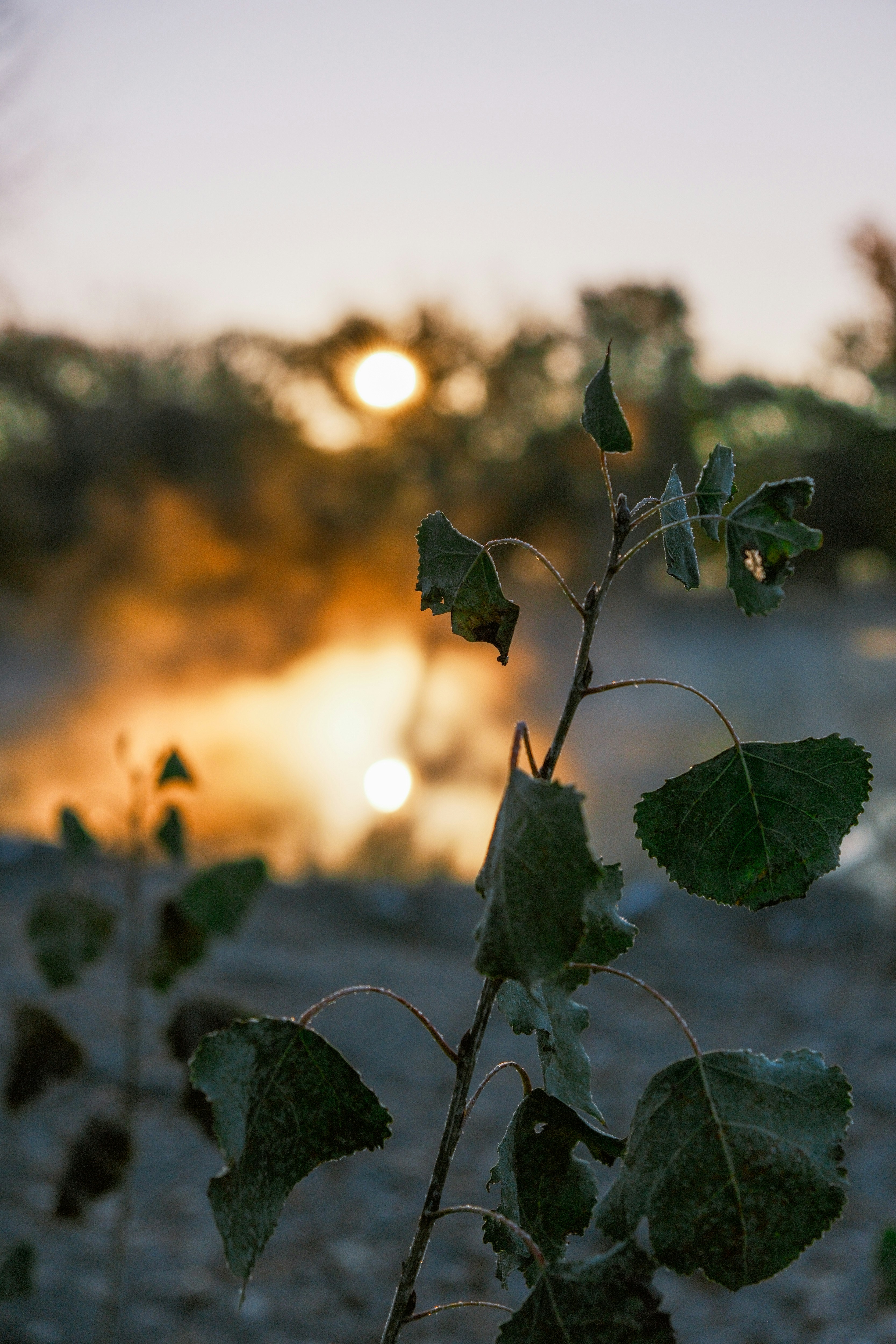 Le soleil se couche derrière une plante feuillue photo – Photo Lumière ...