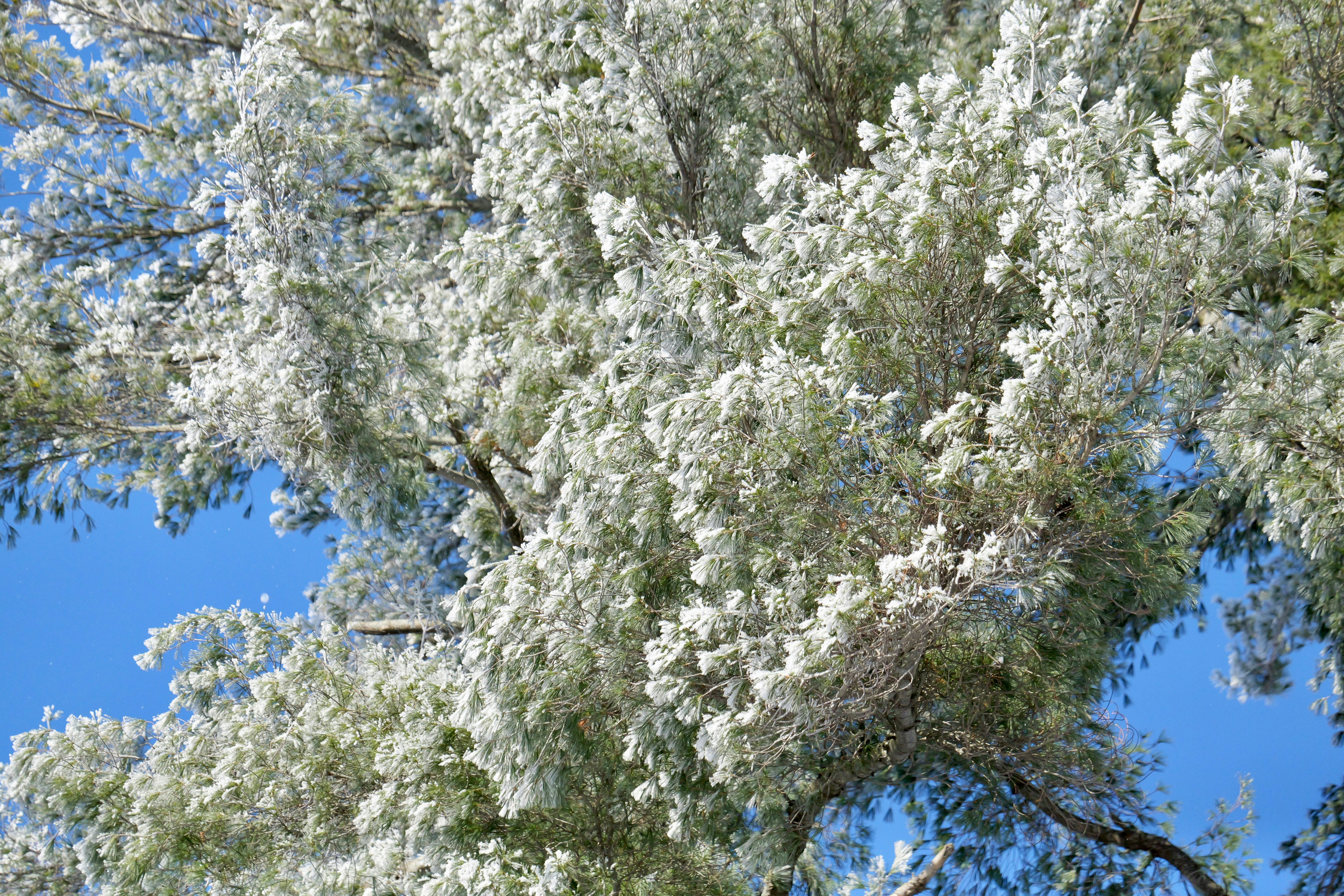 Canopy of White Blossoms Against a Clear Blue Sky