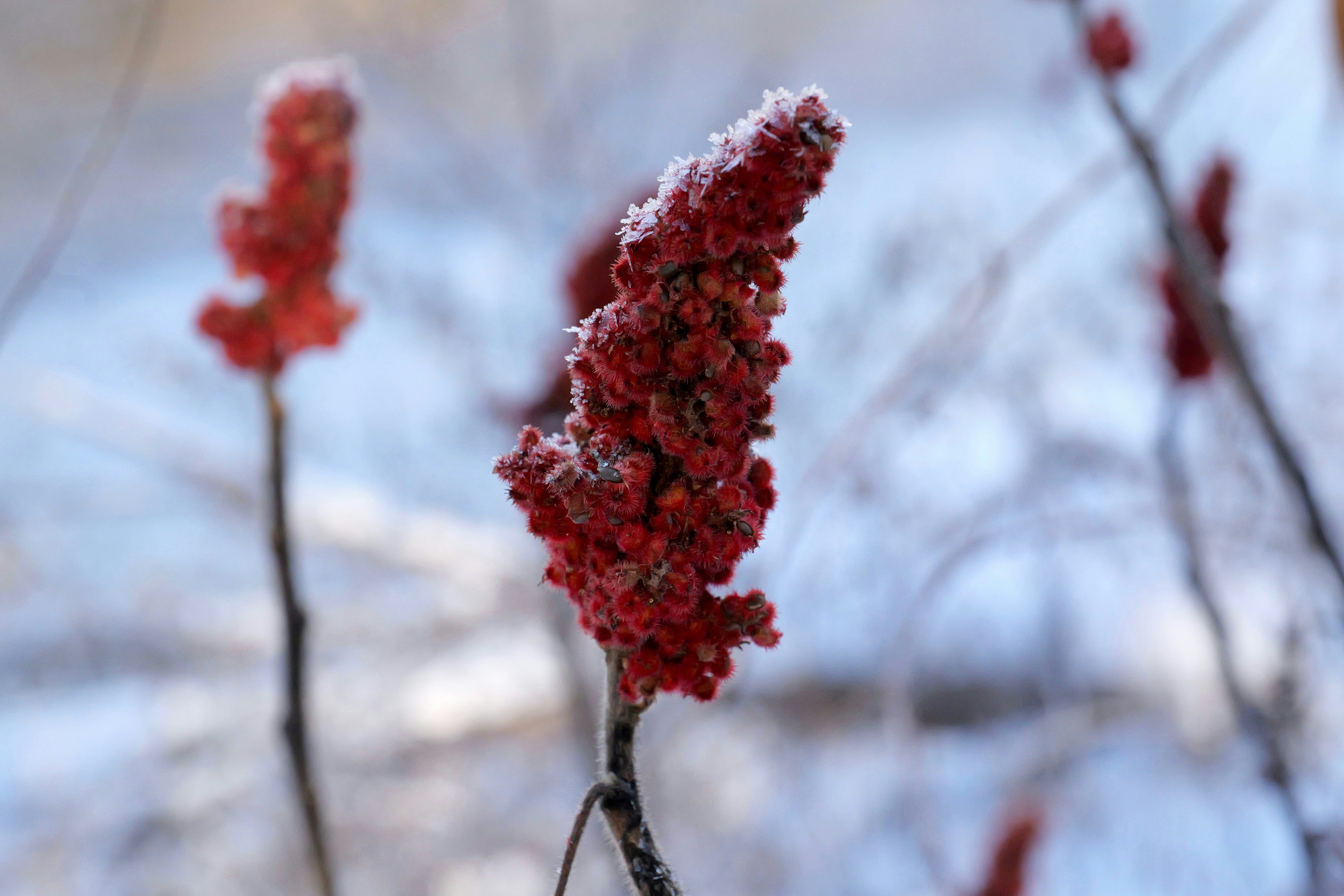 Crimson Frost Spike: a Winter Berry Emblem Against the Ice-Blue Blur