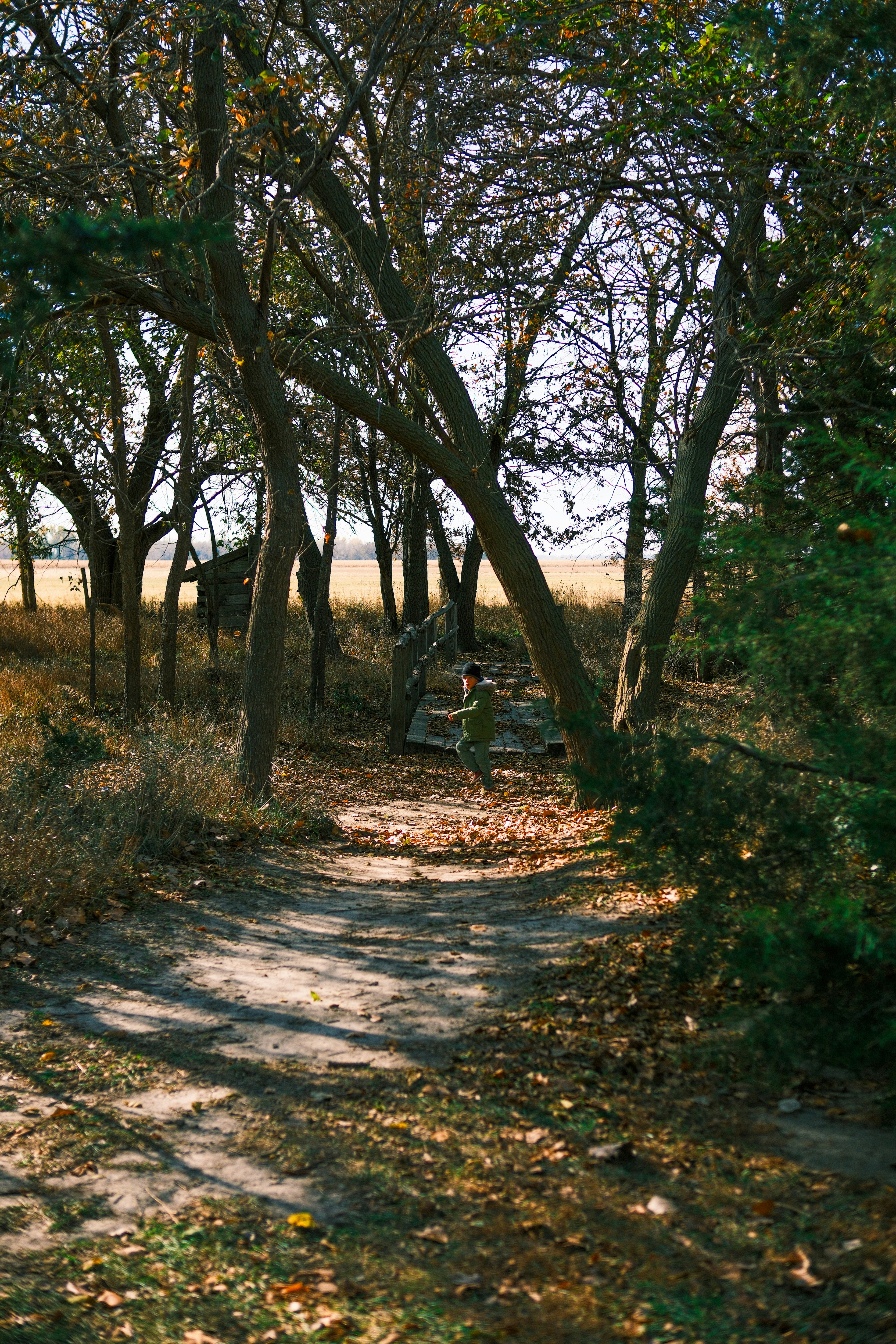 A dirt path surrounded by trees and grass photo – Free Land Image on ...