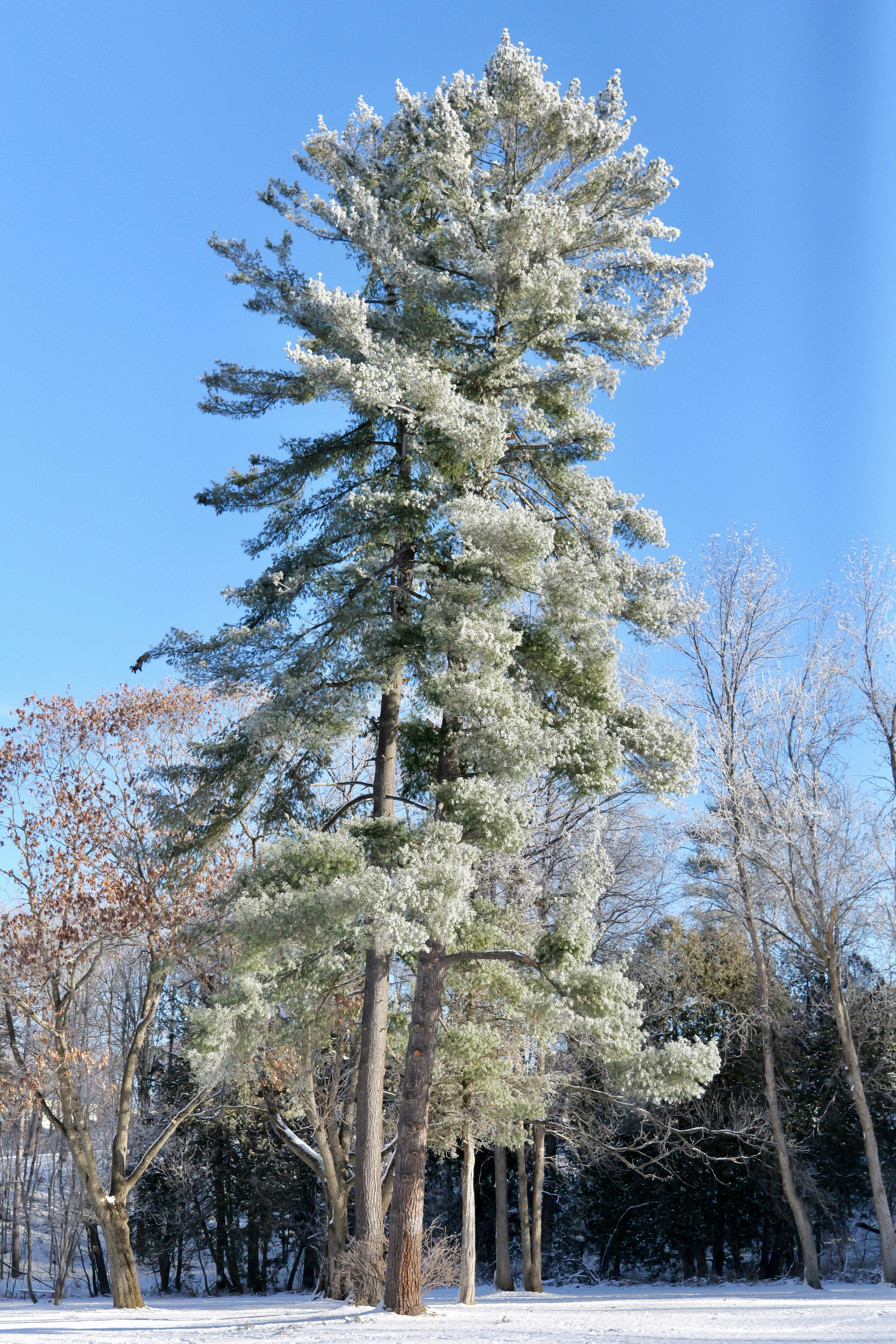Snow-kissed Sentinel: A solitary pine piercing the azure winter sky