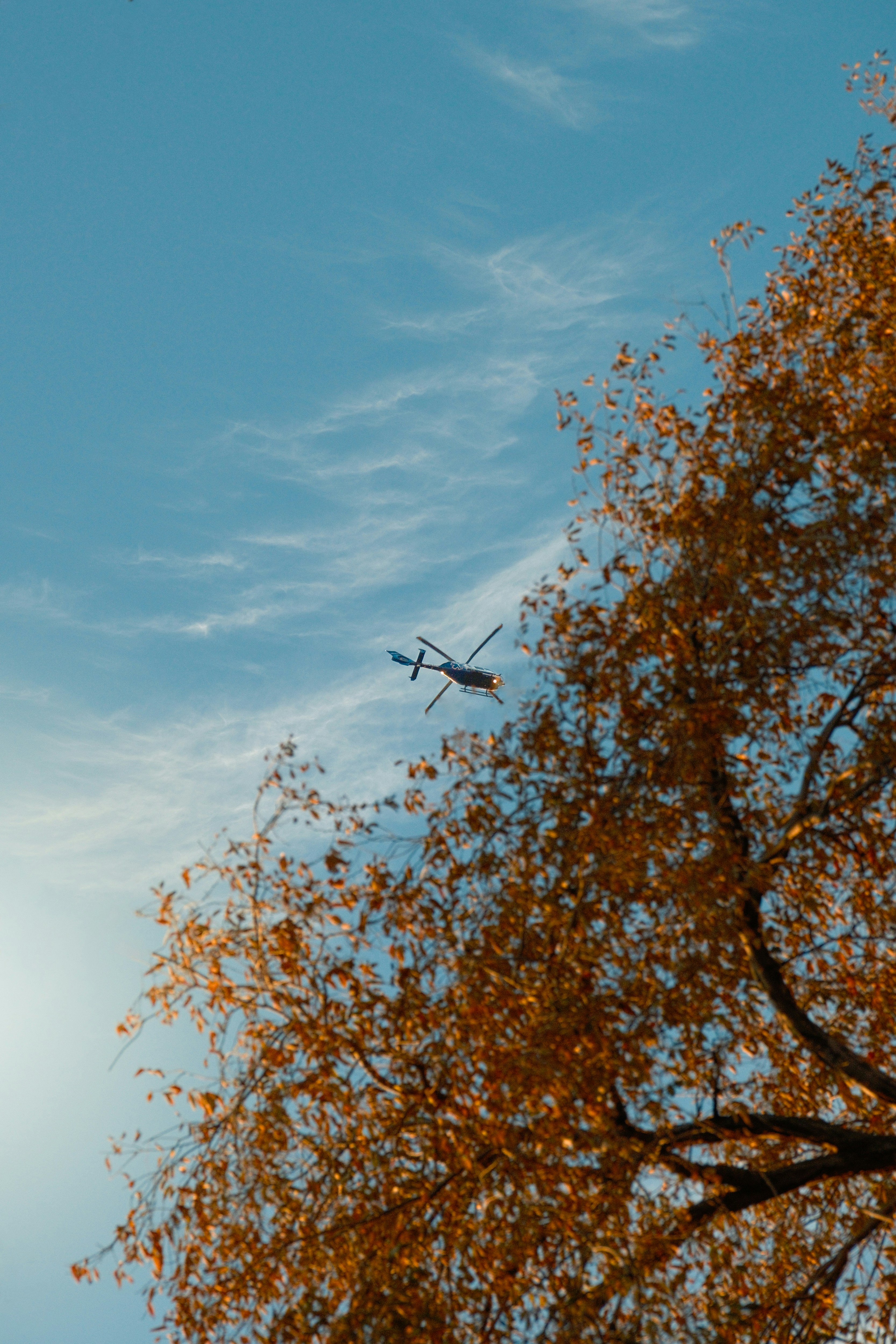 A plane flying in the sky over a tree photo – Free Animal Image on Unsplash